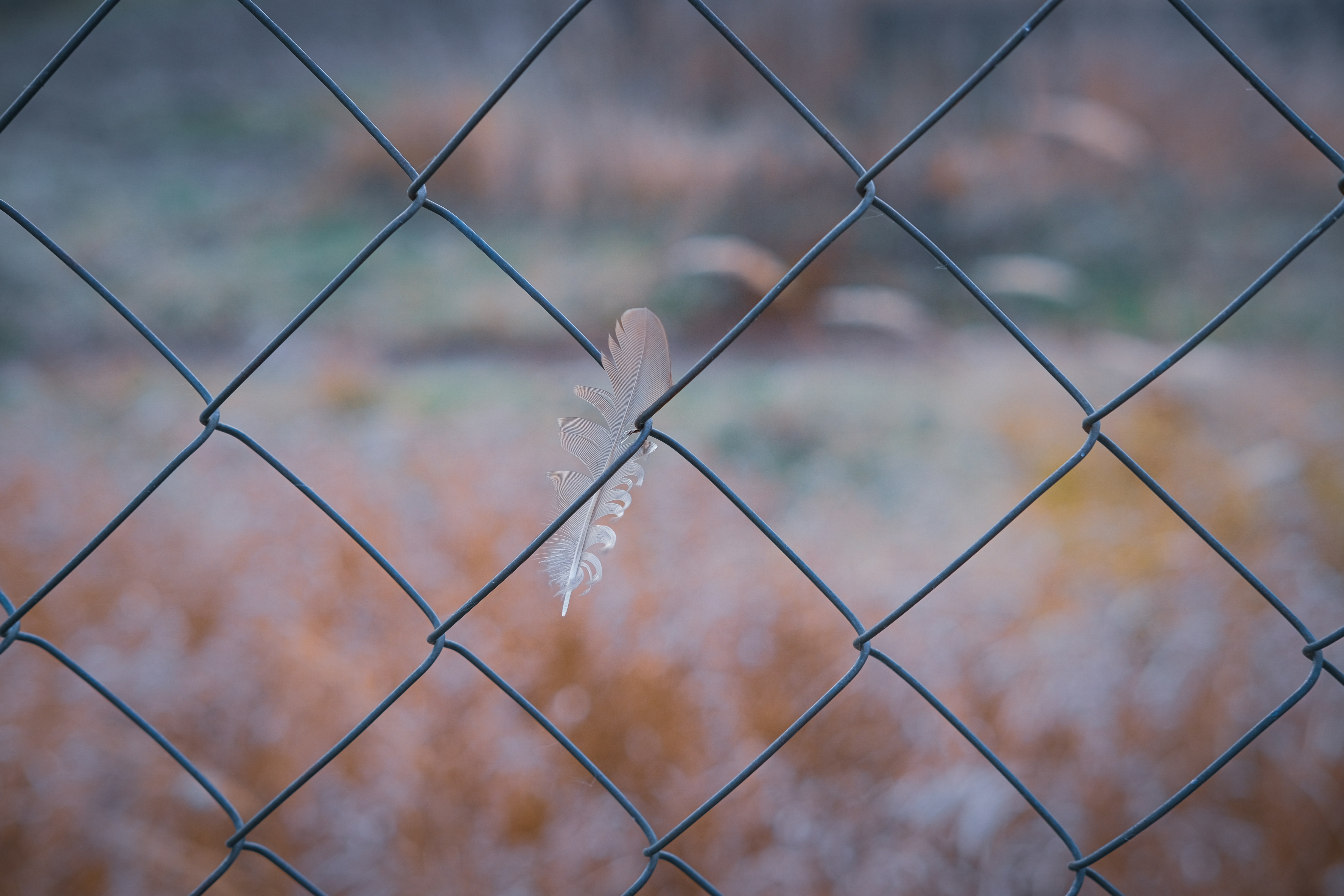 white and black butterfly on grey metal fence during daytime
