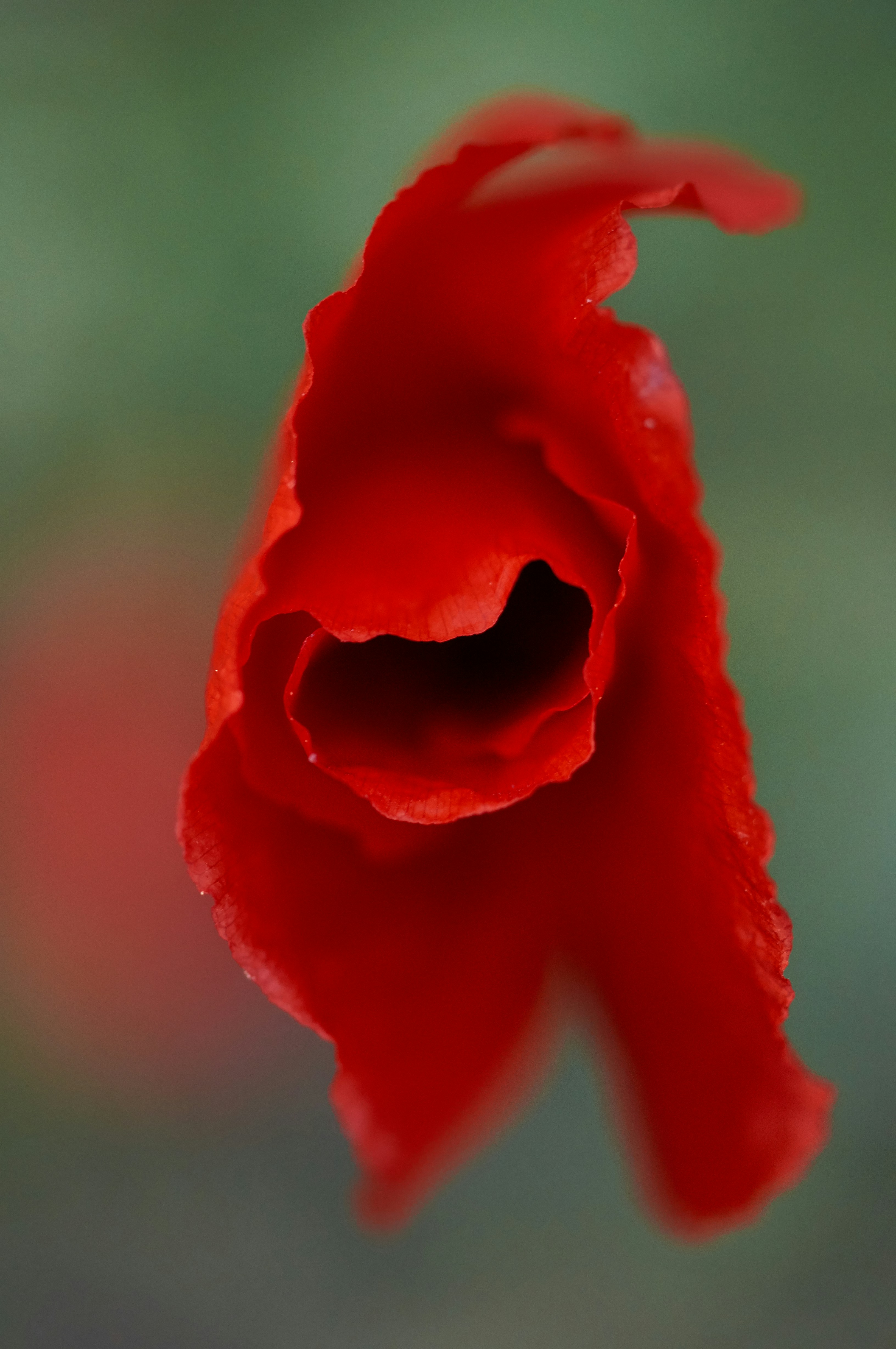 Close-up of a vibrant red flower petal, showcasing intricate textures and the delicate curvature of its opening.