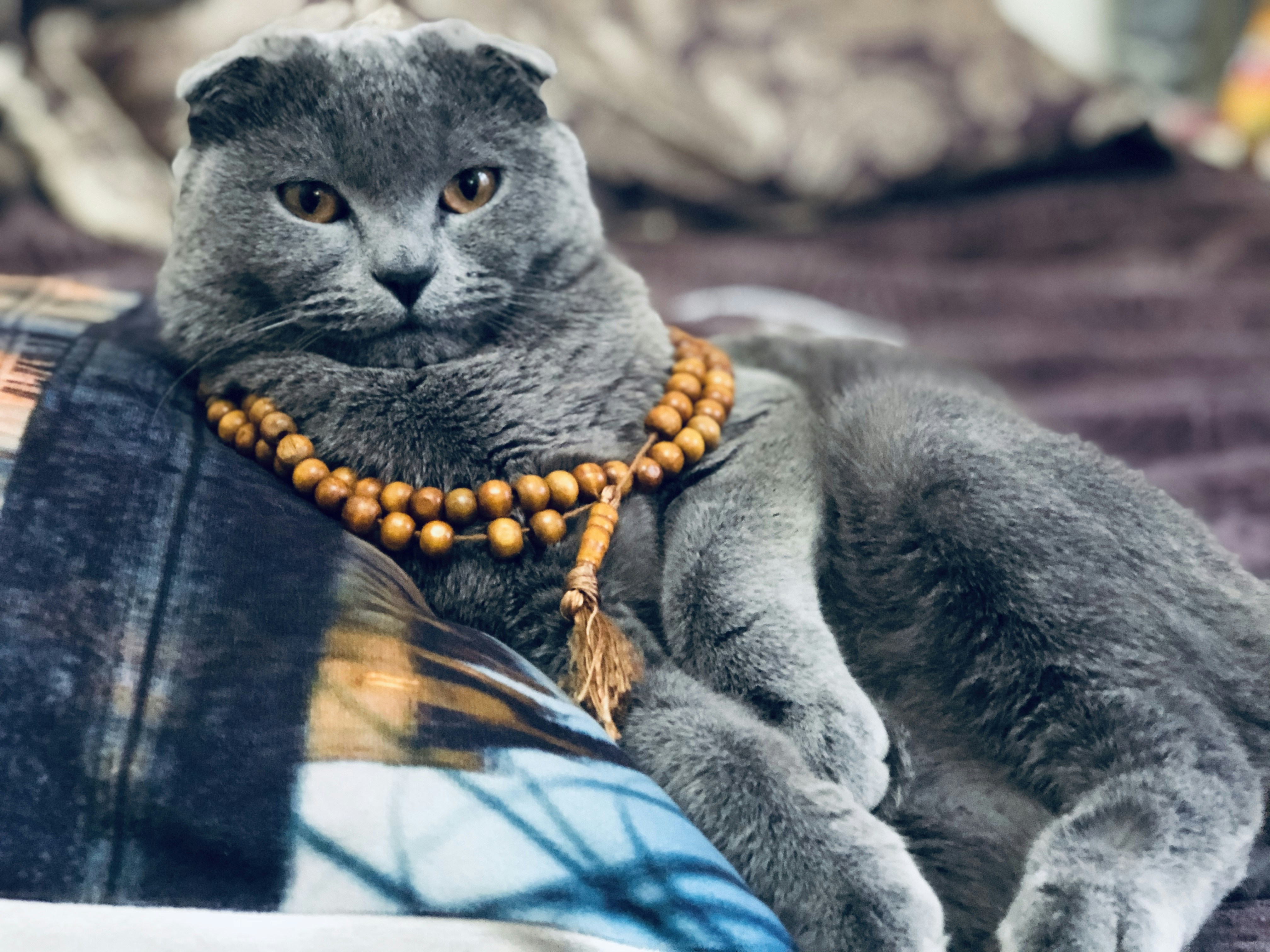 Gray cat with wooden beads lounging on patterned fabric.