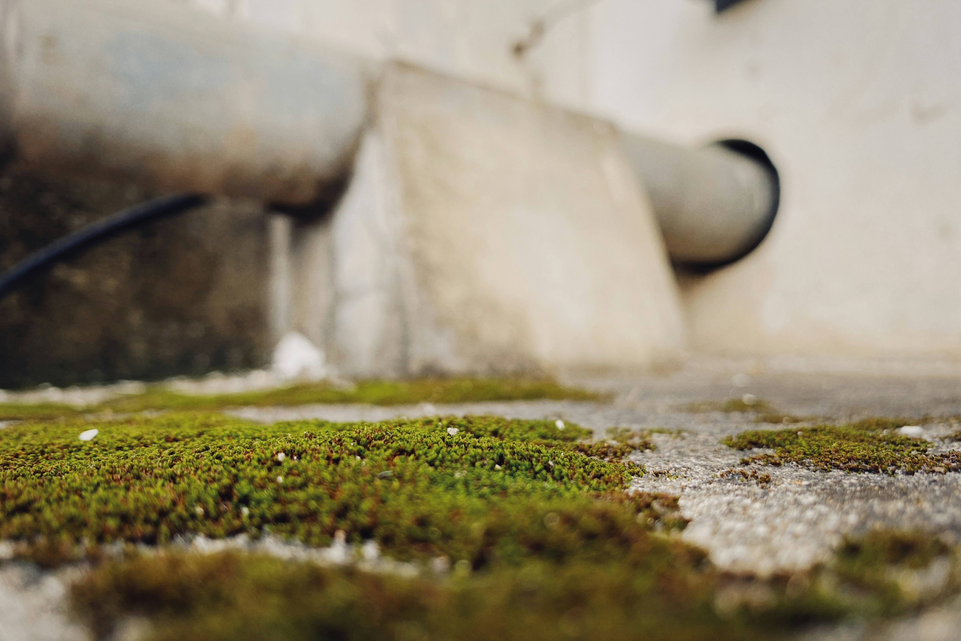 Foto Musgo verde en pared de hormigón gris – Imagen Verde gratis en ...