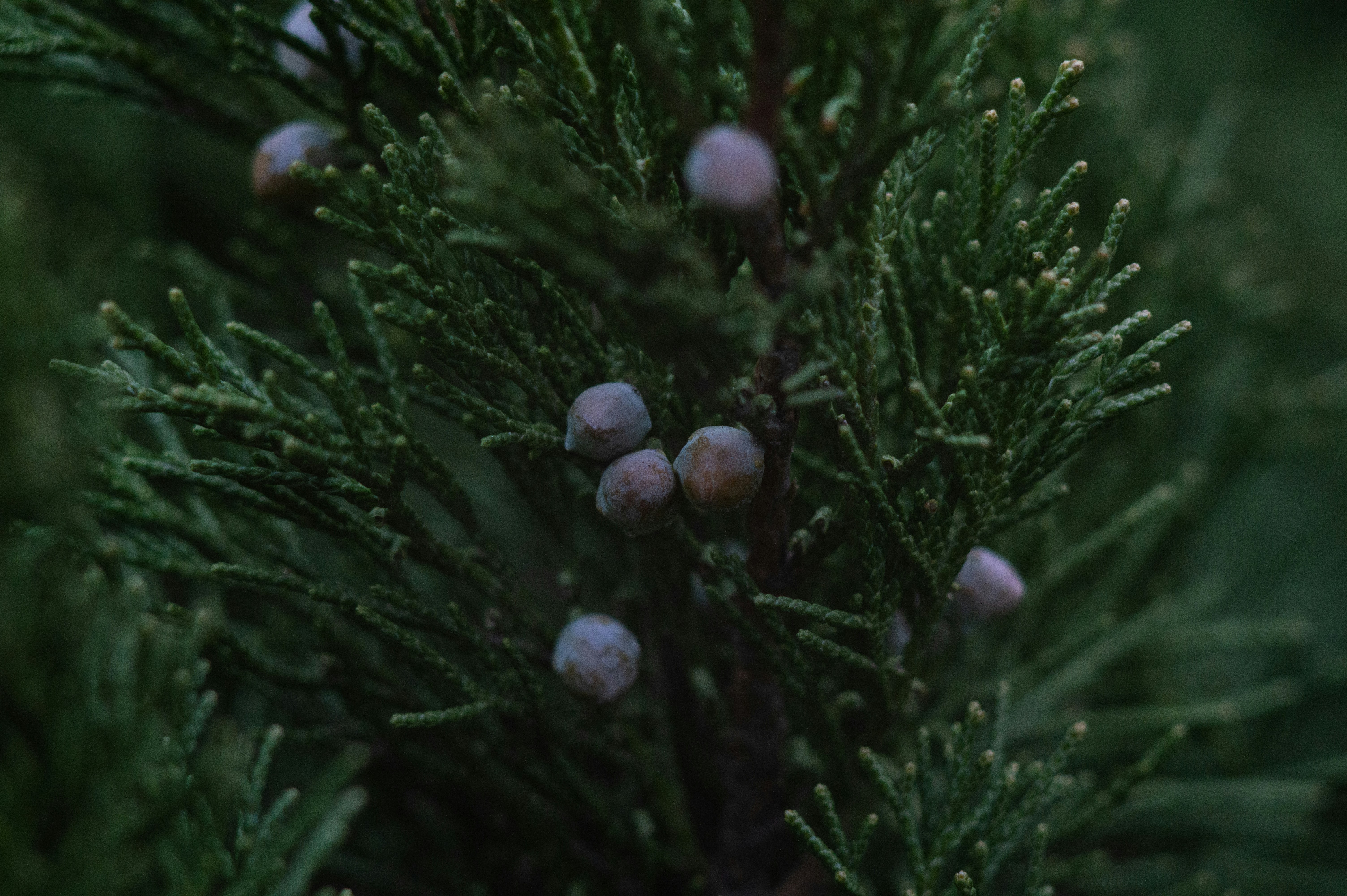 Thuja Pictures | Download Free Images on Unsplash