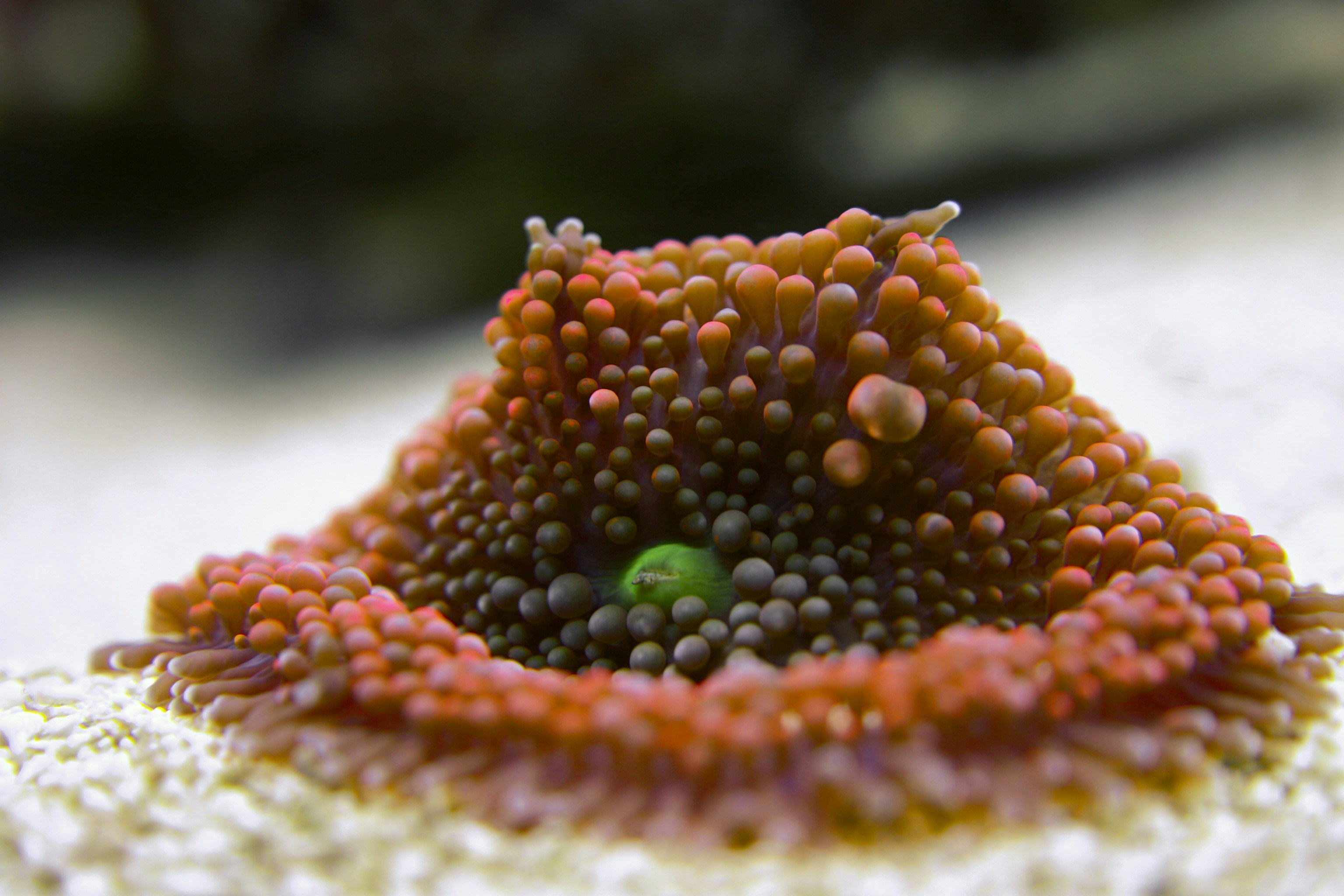 Orange Tentacle Crown Embracing a Neon Green Nucleus