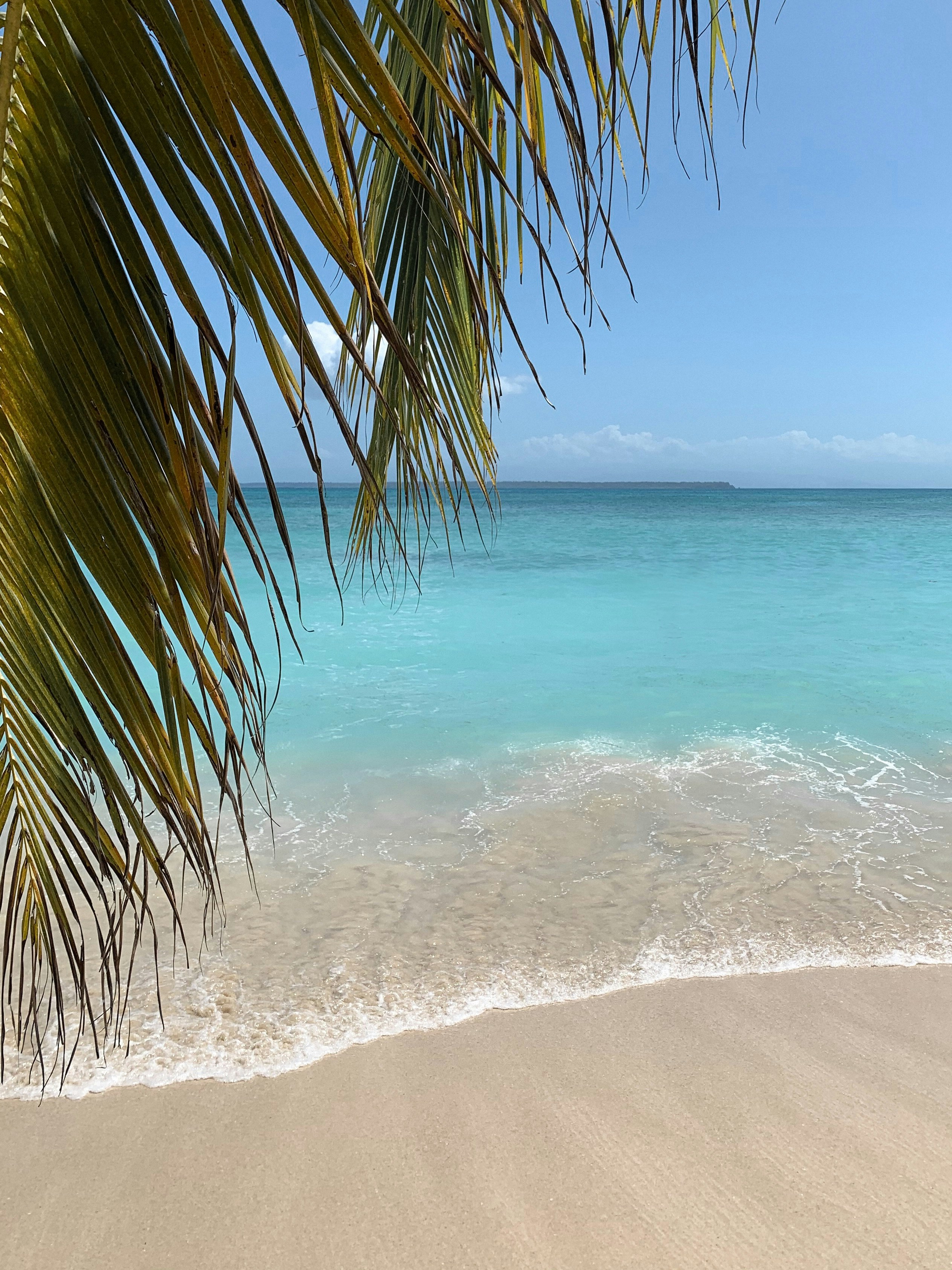 Green palm tree near sea during daytime photo – Free Sea Image on Unsplash