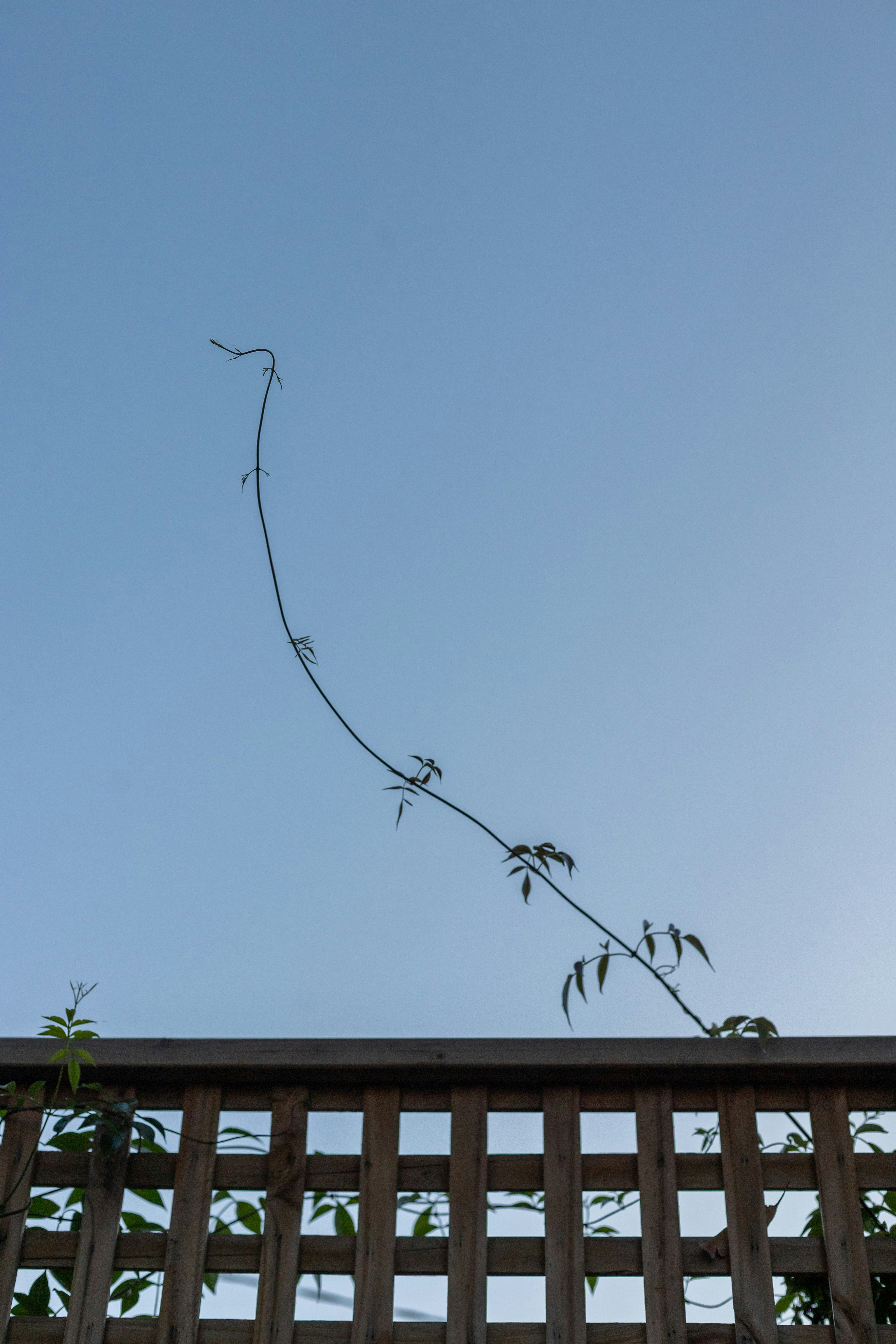 Climbing Vine Reaches for the Sky over a Wooden Privacy Screen