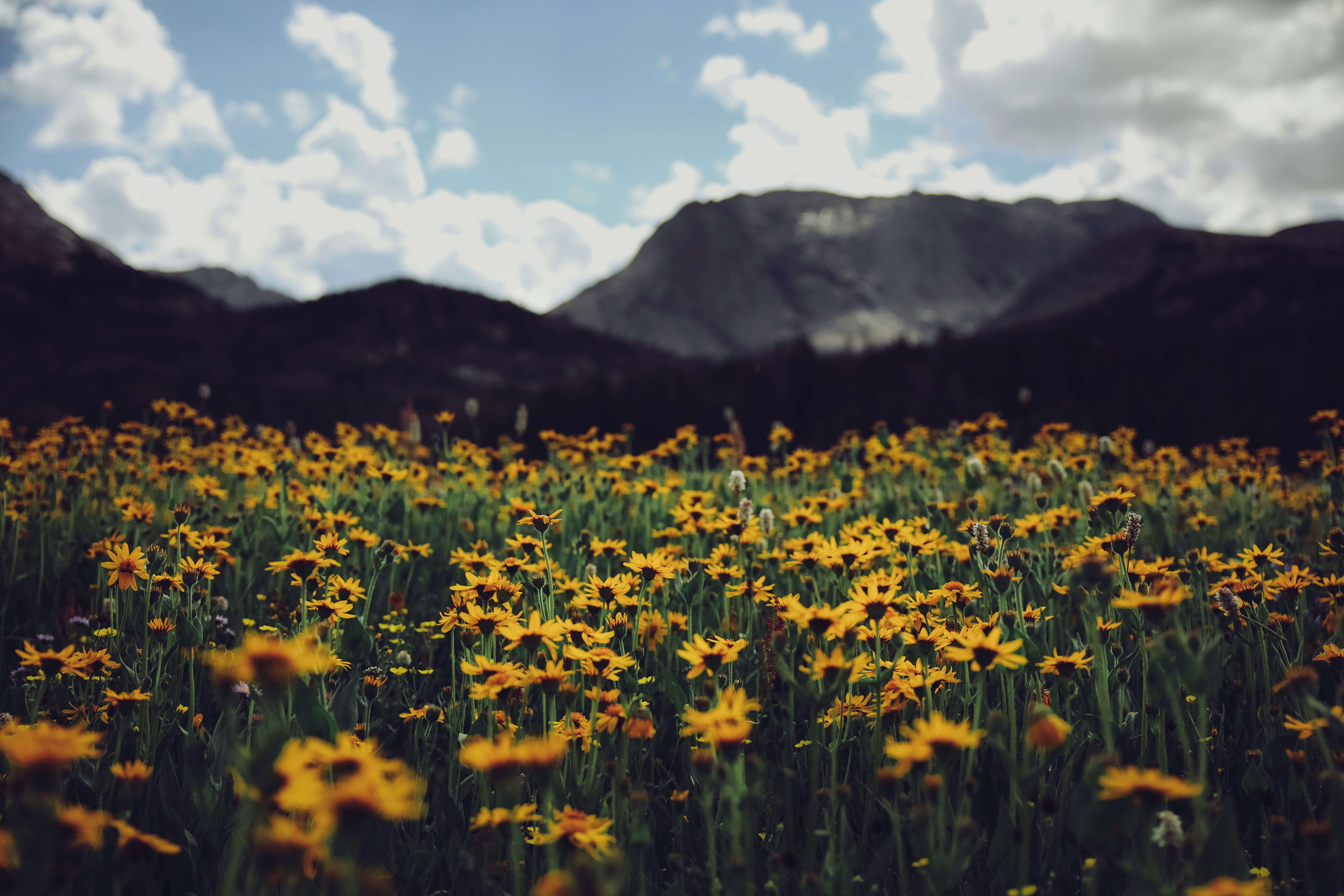 Yellow flower field near mountain during daytime photo – Free Flower ...