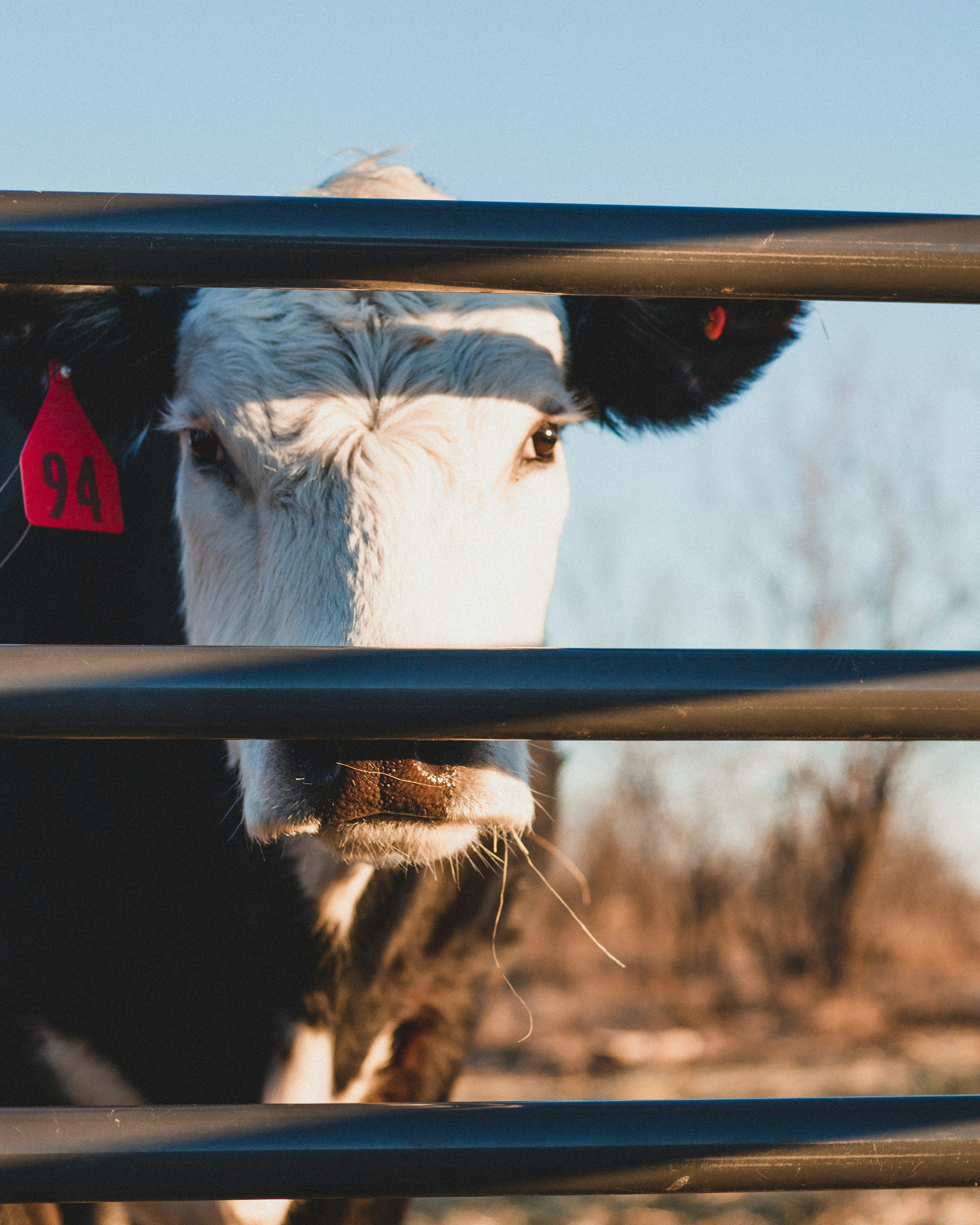 Through the Rails: A Curious Cow Peeks at the World