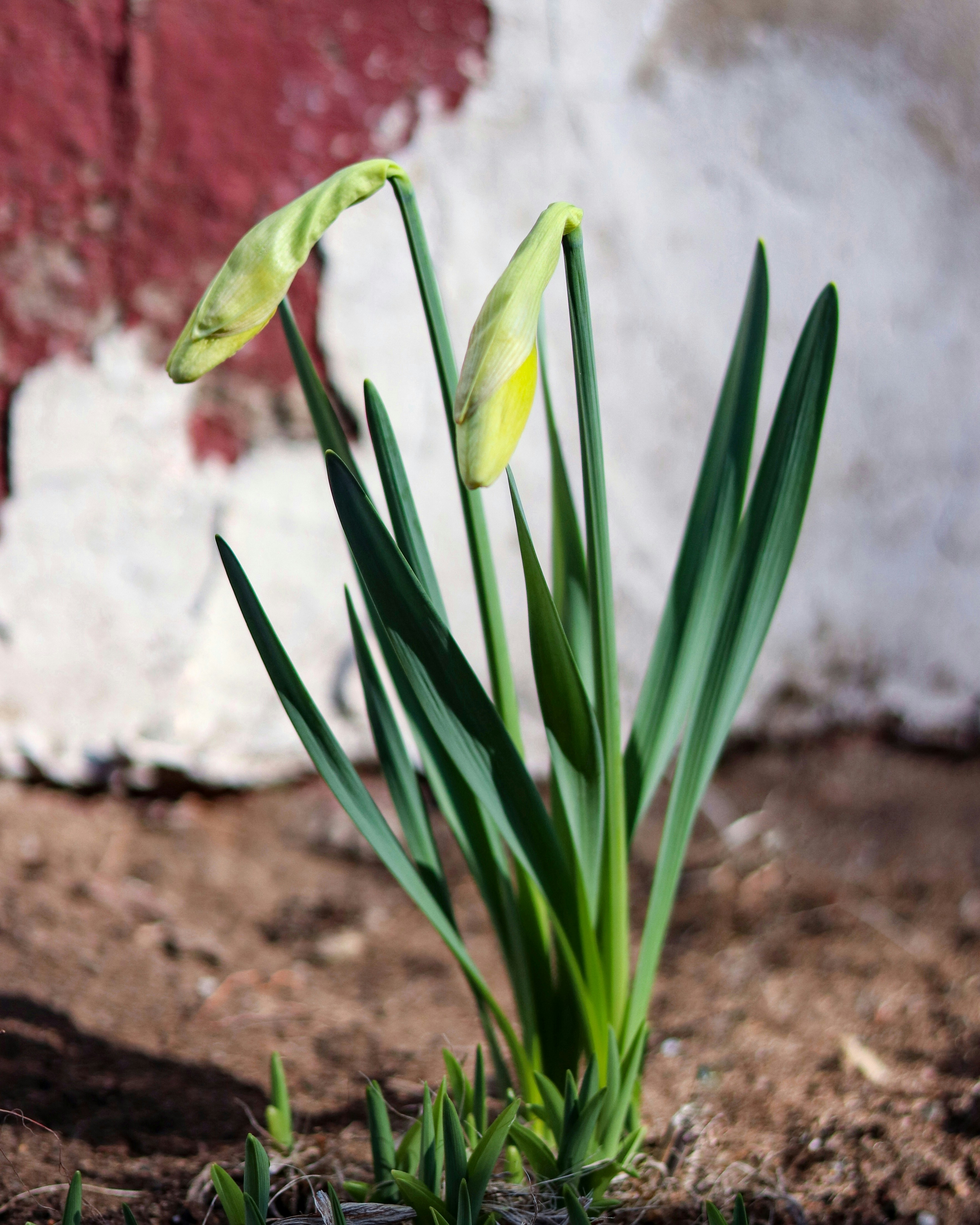 green plant on brown soil