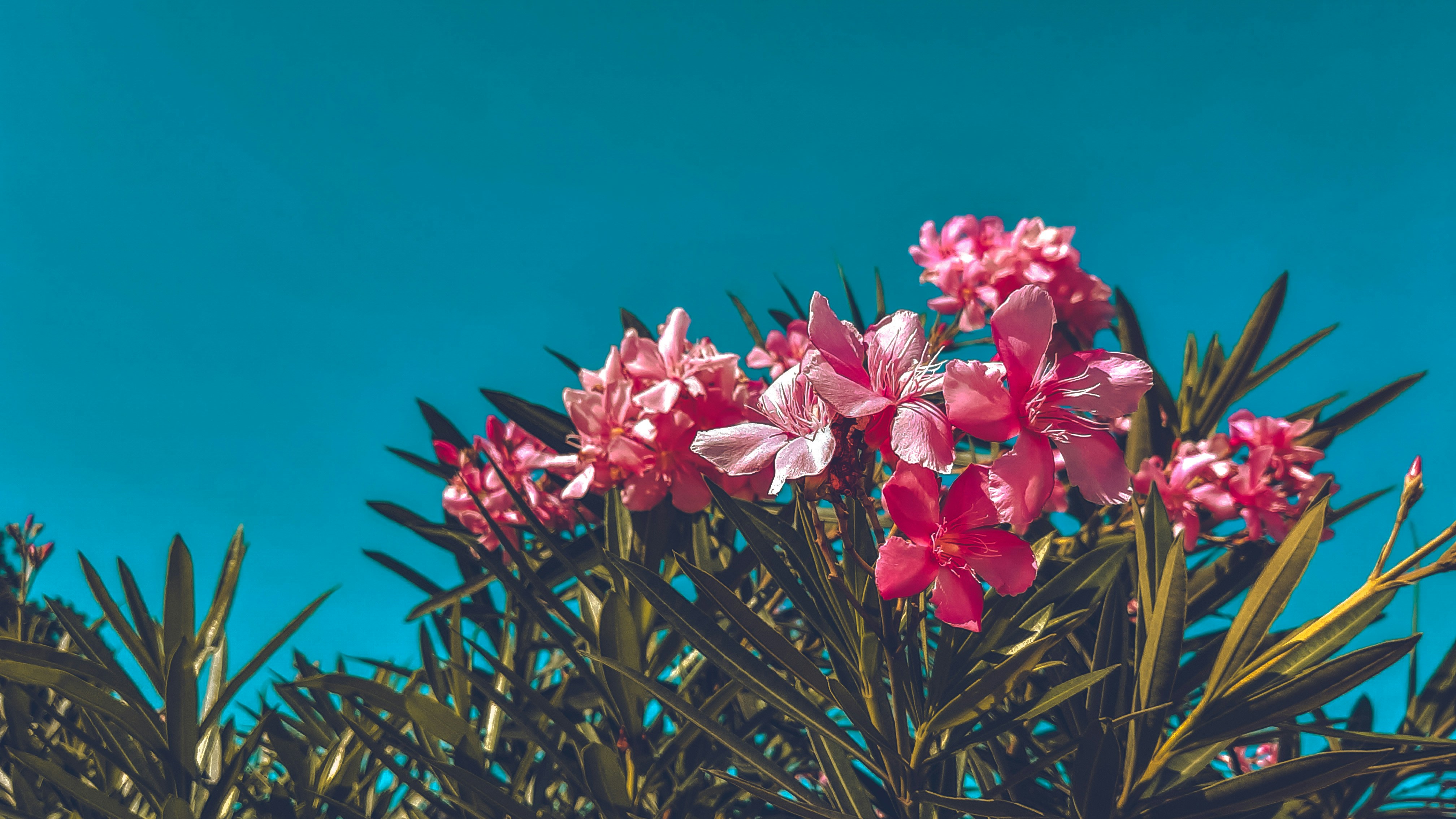 Pink flowers bloom under a clear blue sky, framed by green foliage.