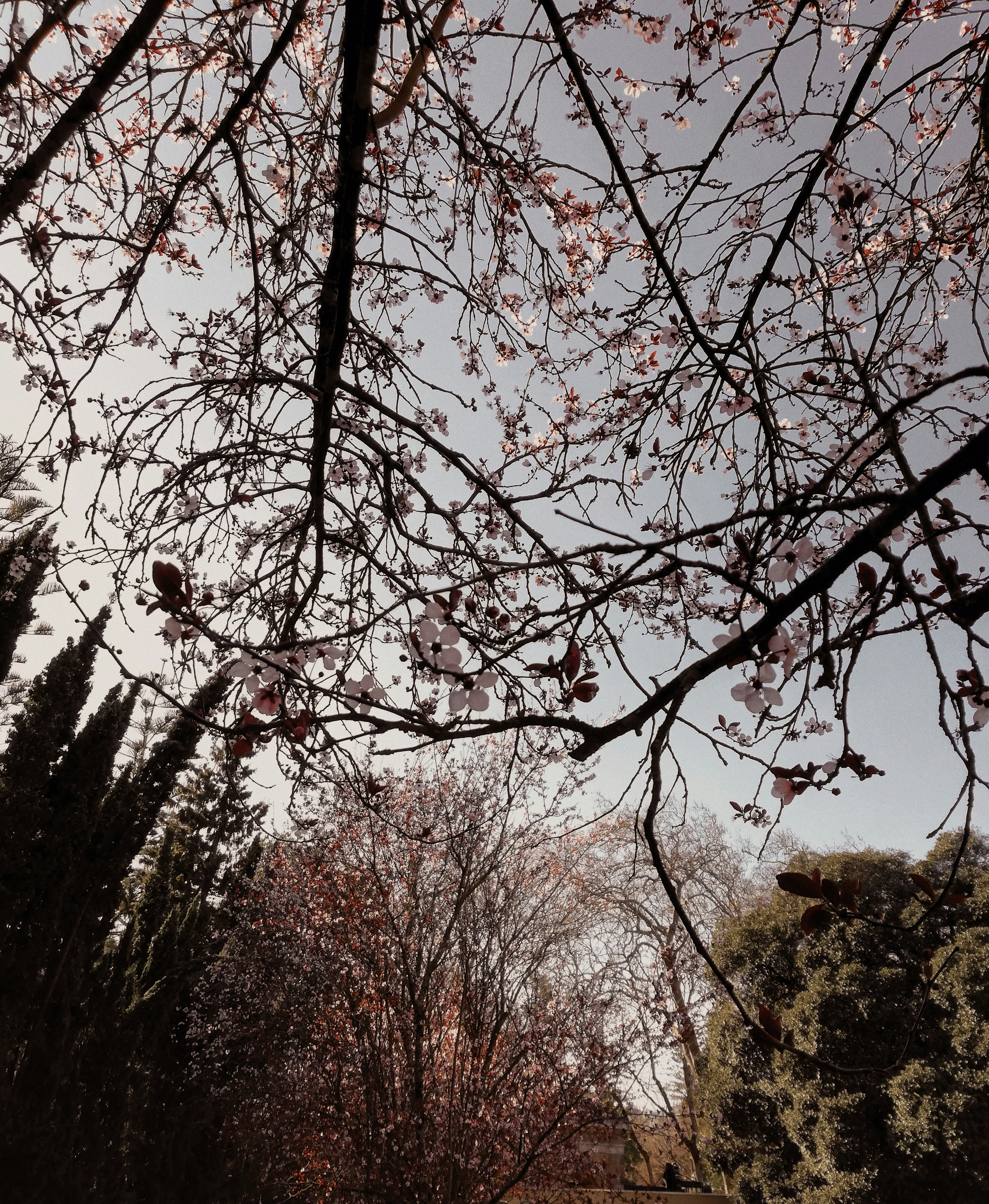 Skyward Sakura: A delicate pink canopy through a tangle of branches