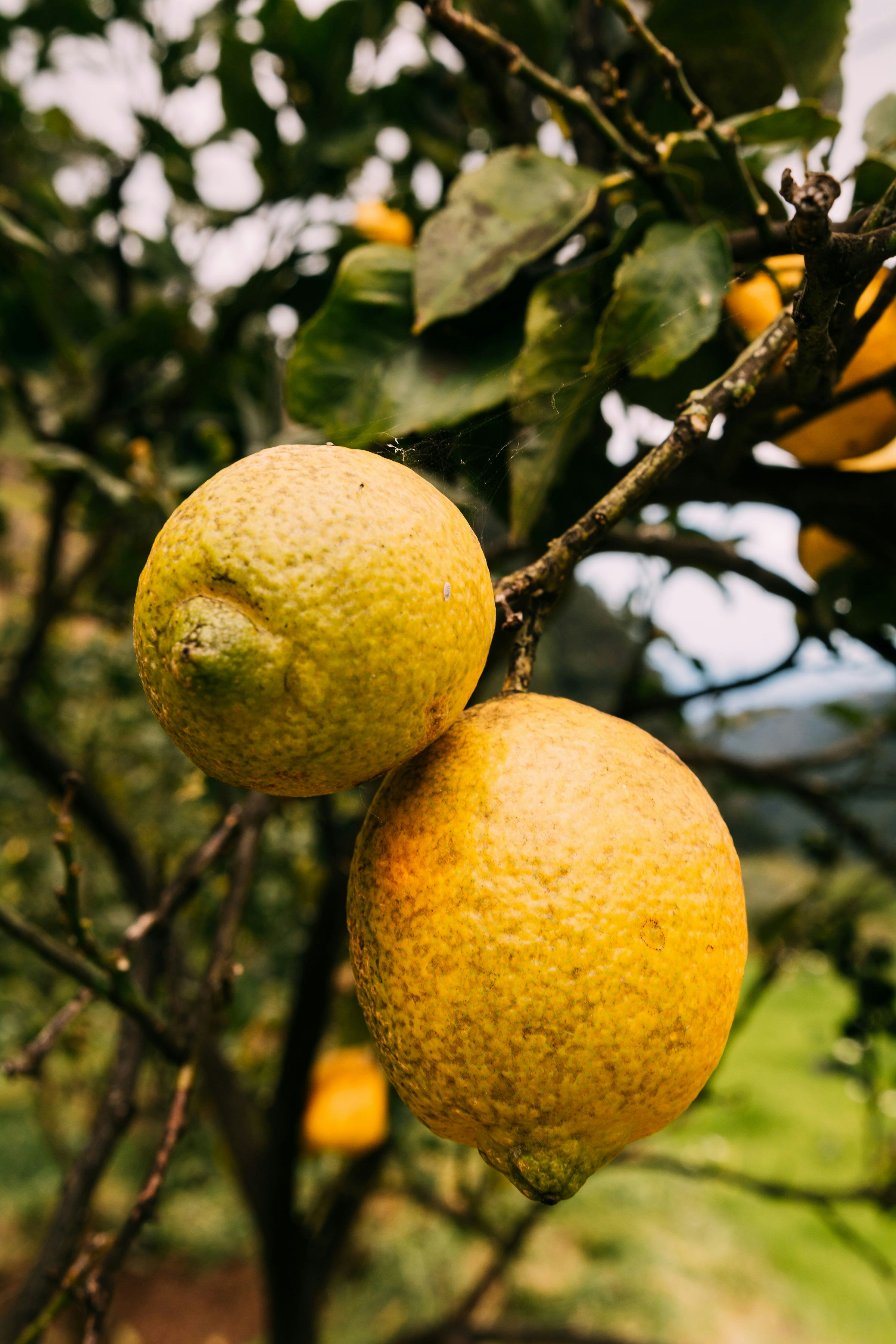 Fruits ronds jaunes sur l’arbre photo – Photo Fruit Gratuite sur Unsplash