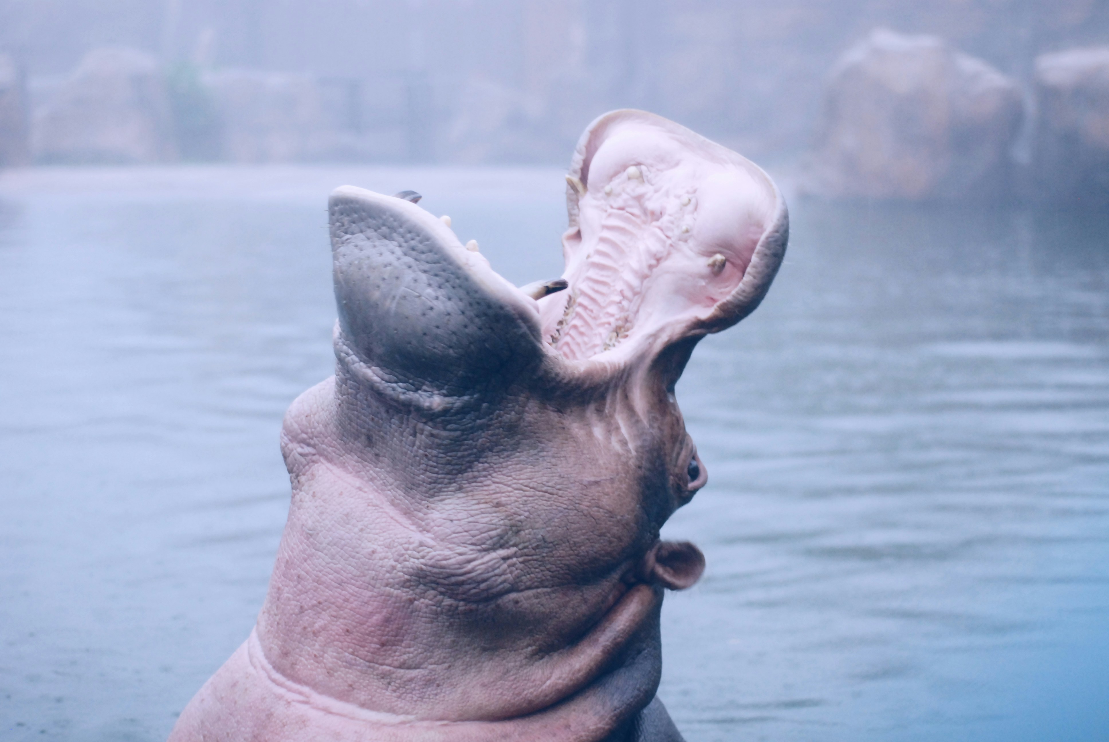 A hippo yawning widely while partially submerged in tranquil waters, surrounded by a misty atmosphere. The scene captures the essence of wildlife in a serene setting.