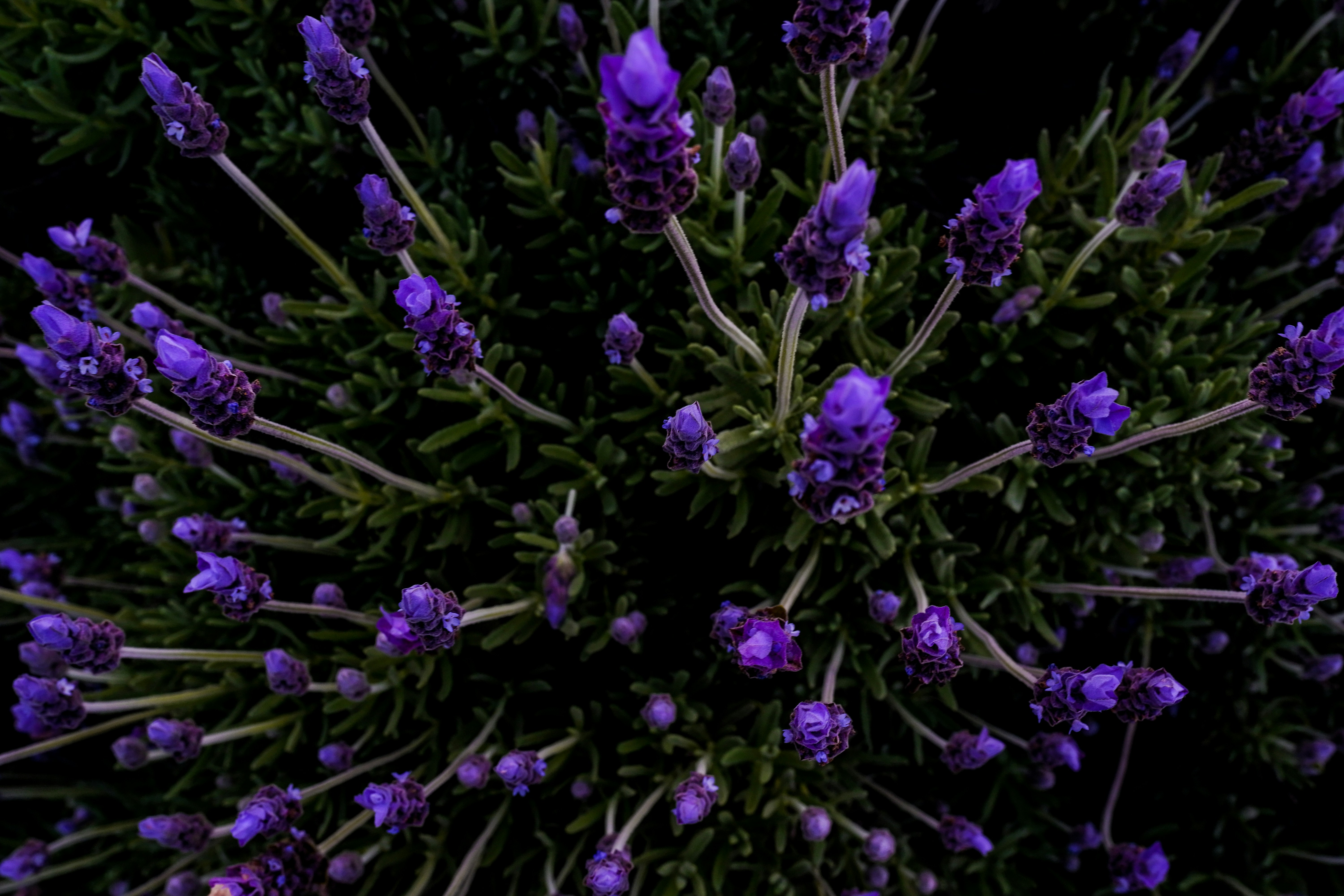 Close-up of lavender flowers arranged in a radial pattern, showcasing their vibrant purple hues and delicate buds.