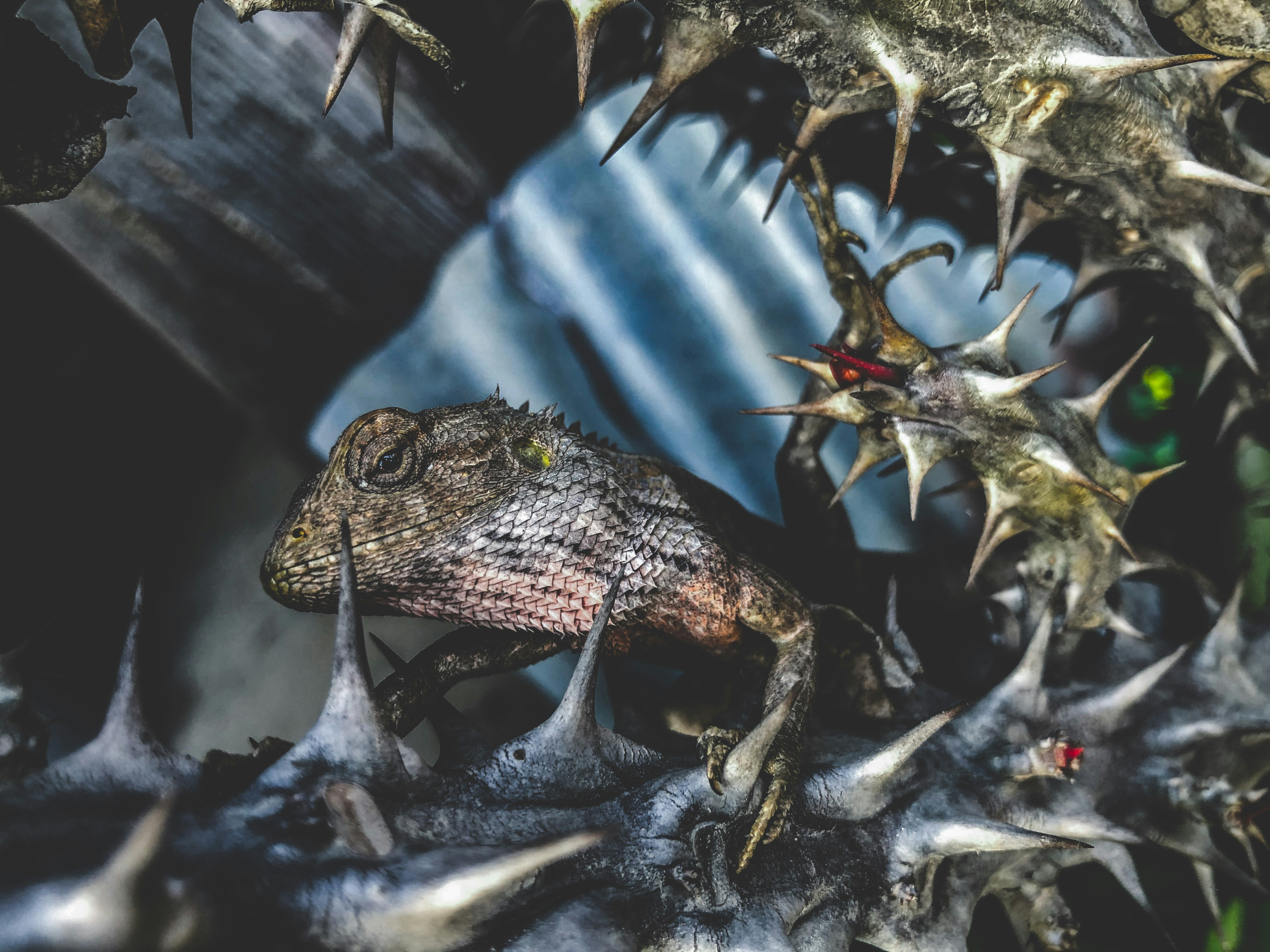 Chameleon perched among sharp thorns, showcasing its textured skin and adaptive camouflage. A vivid display of nature's resilience.