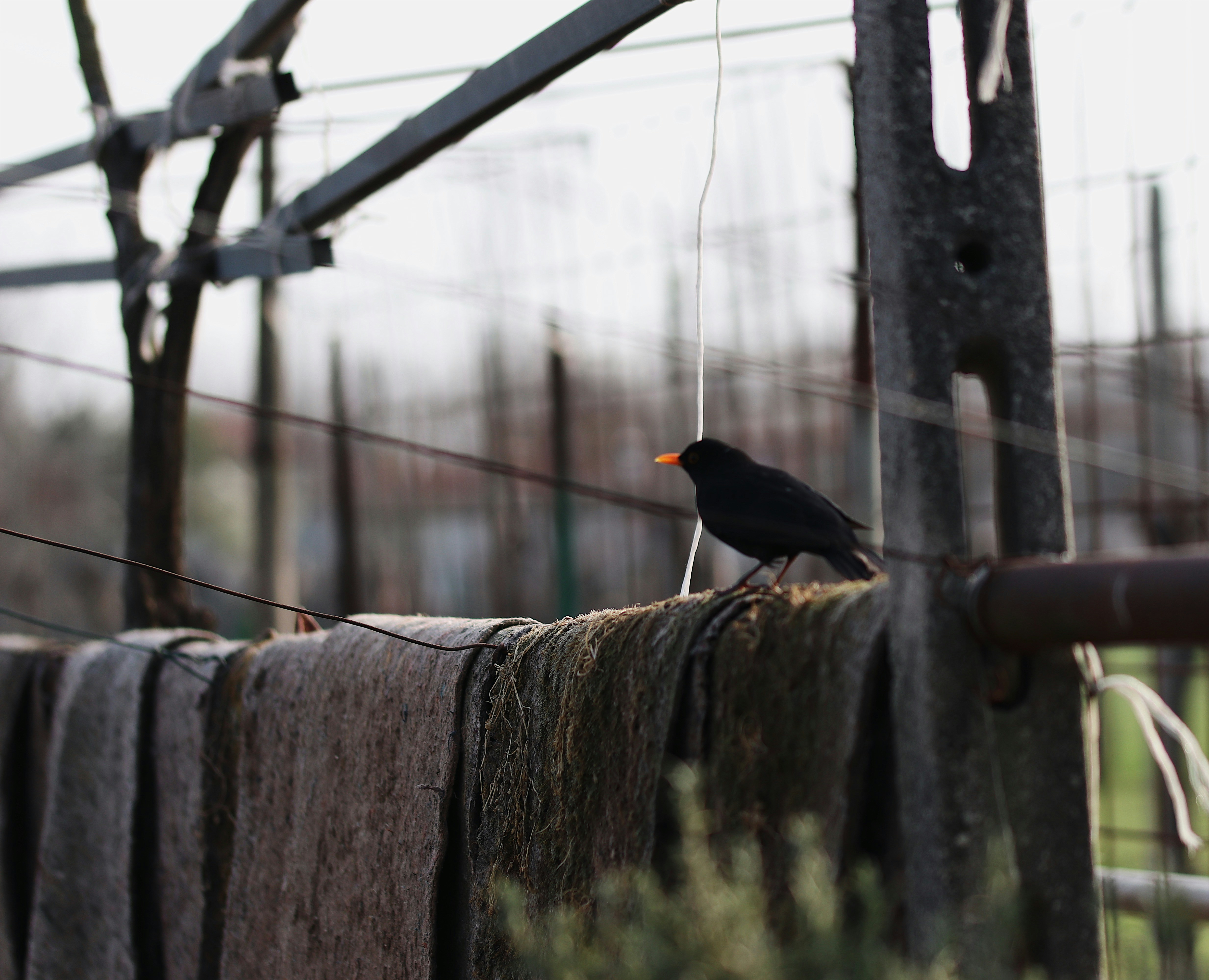 black bird on brown wooden post during daytime