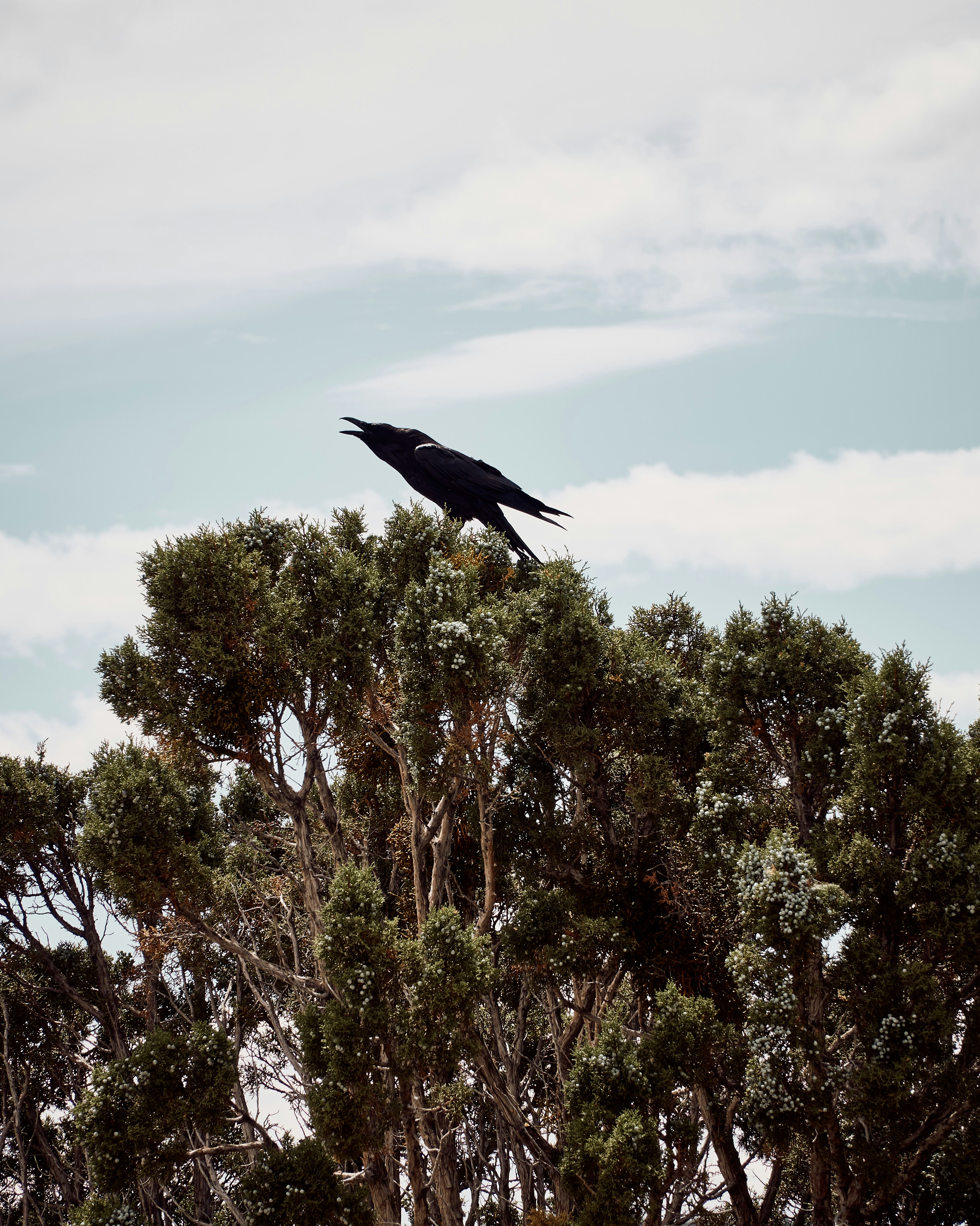 Black bird flying over green trees during daytime photo – Free Grand ...