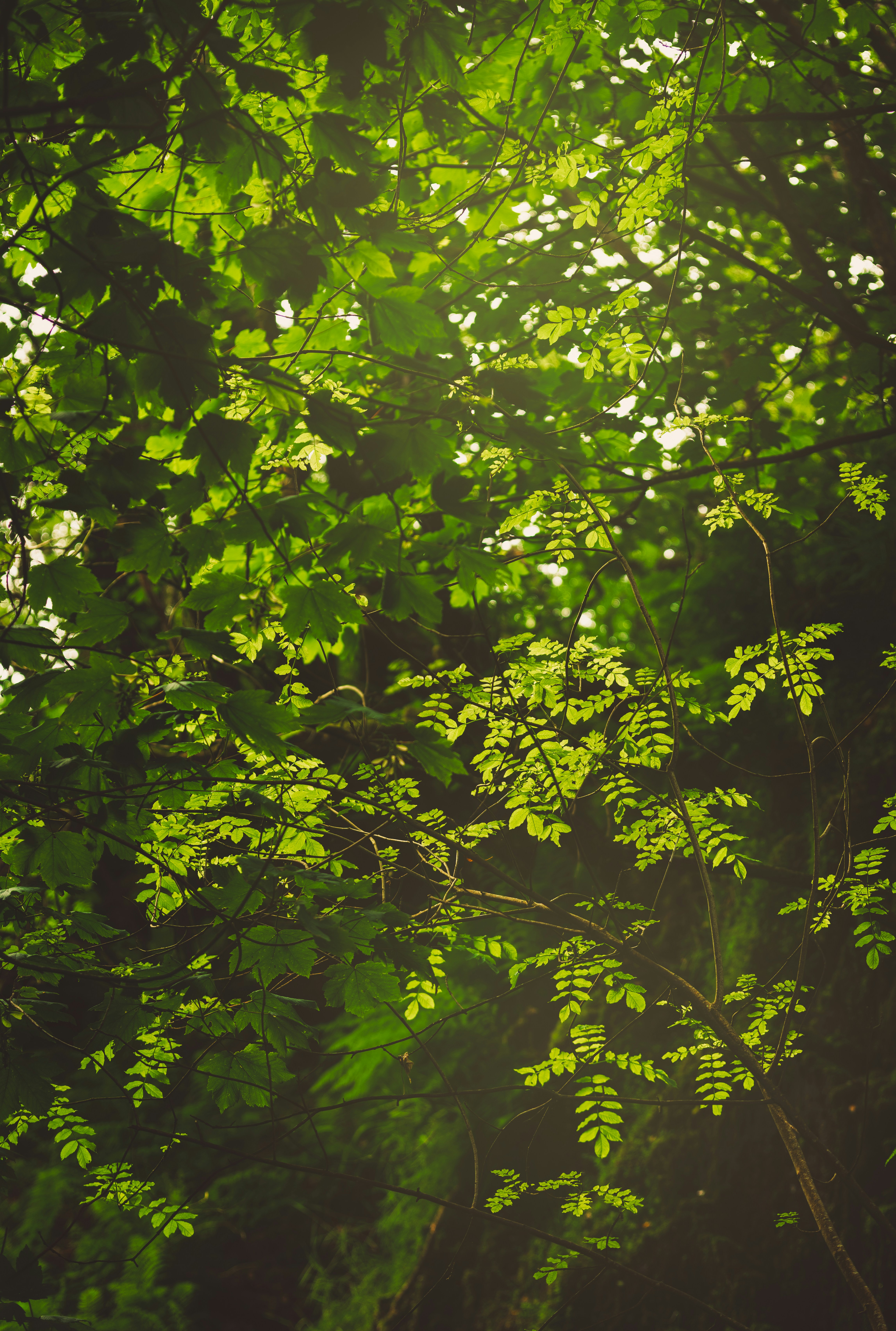 30k+ Lush Green Pictures | Download Free Images on Unsplash