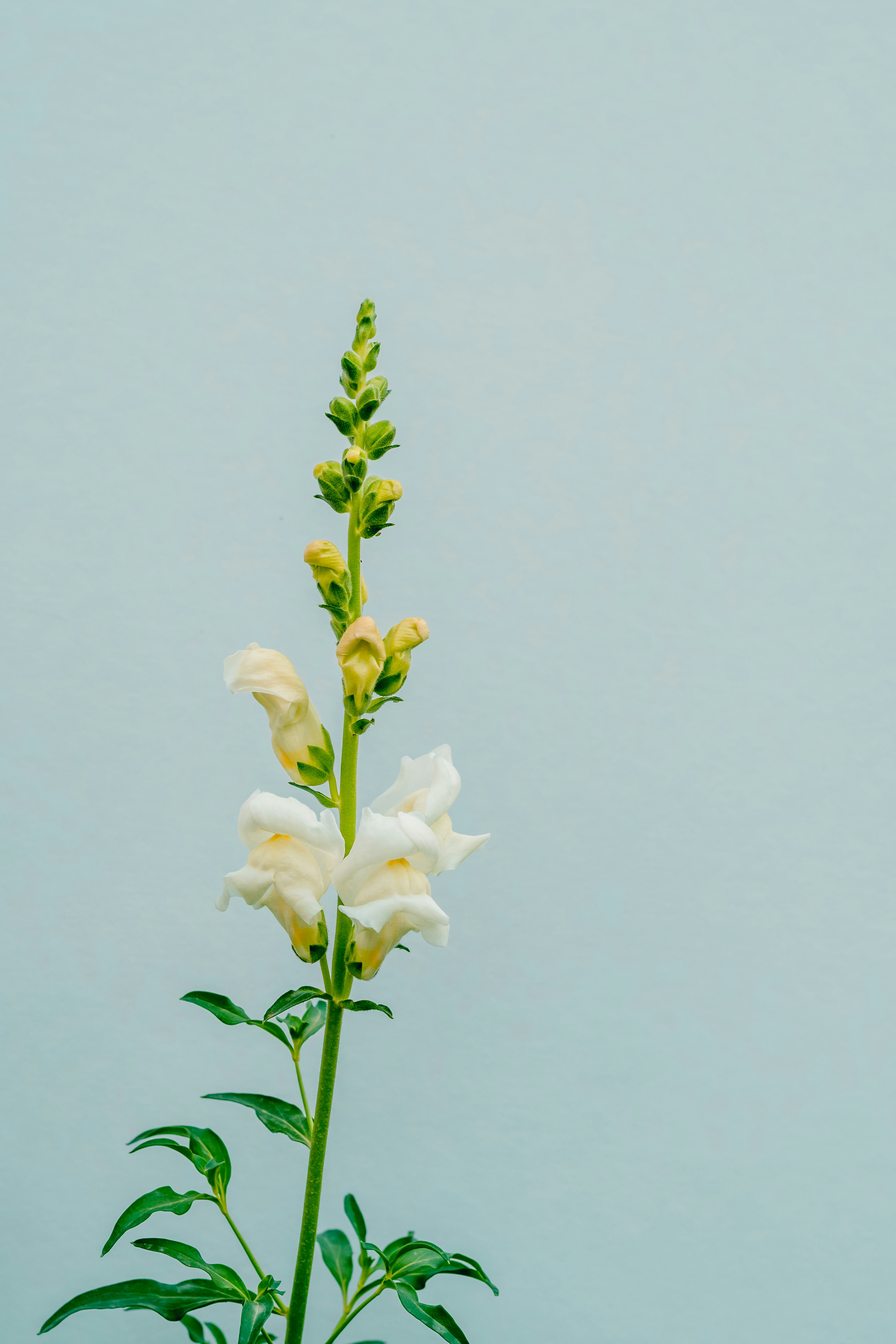 Snapdragon Pictures | Download Free Images on Unsplash
