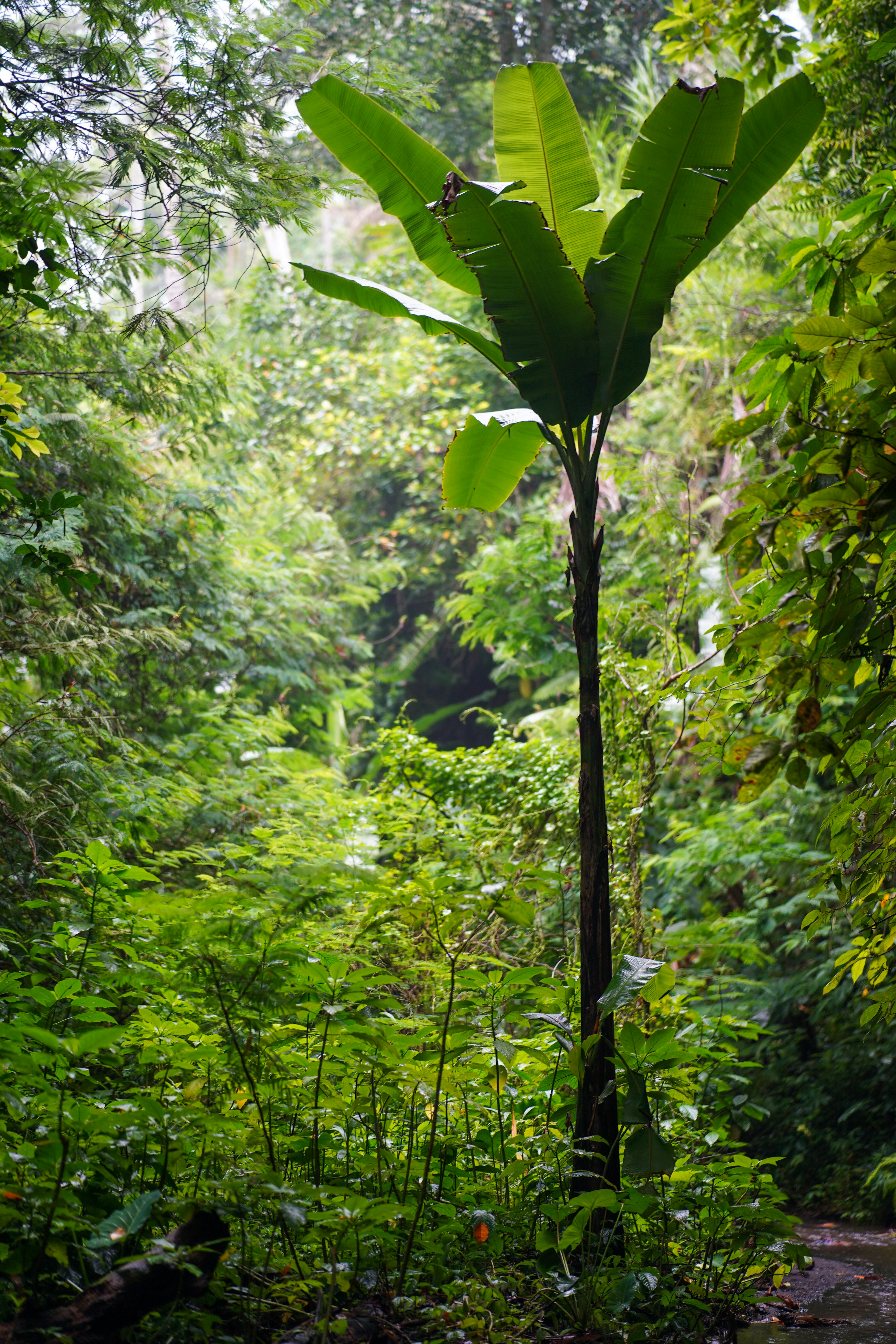 green trees on forest during daytime