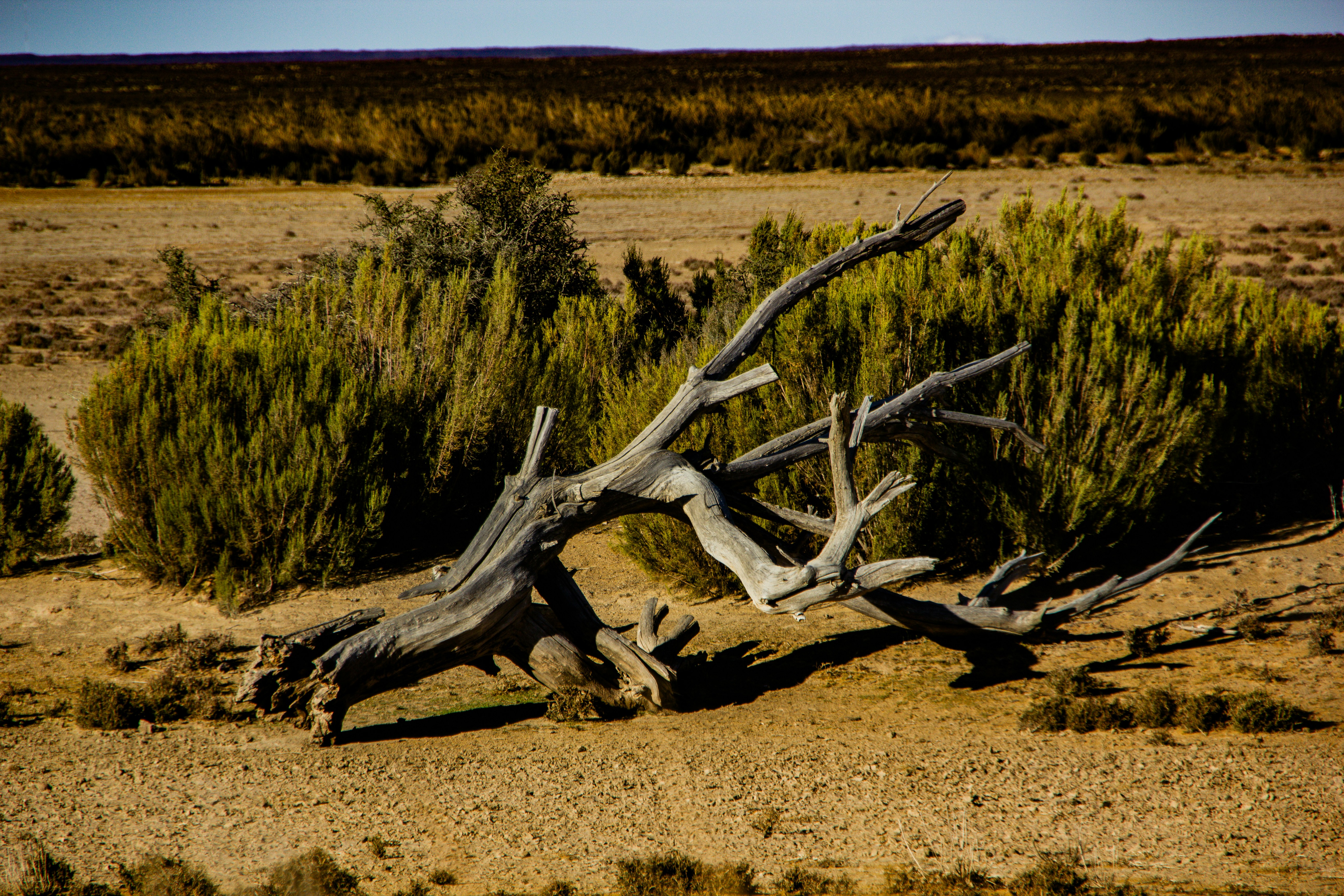Wind-Worn Driftwood Across a Harsh Desert Horizon