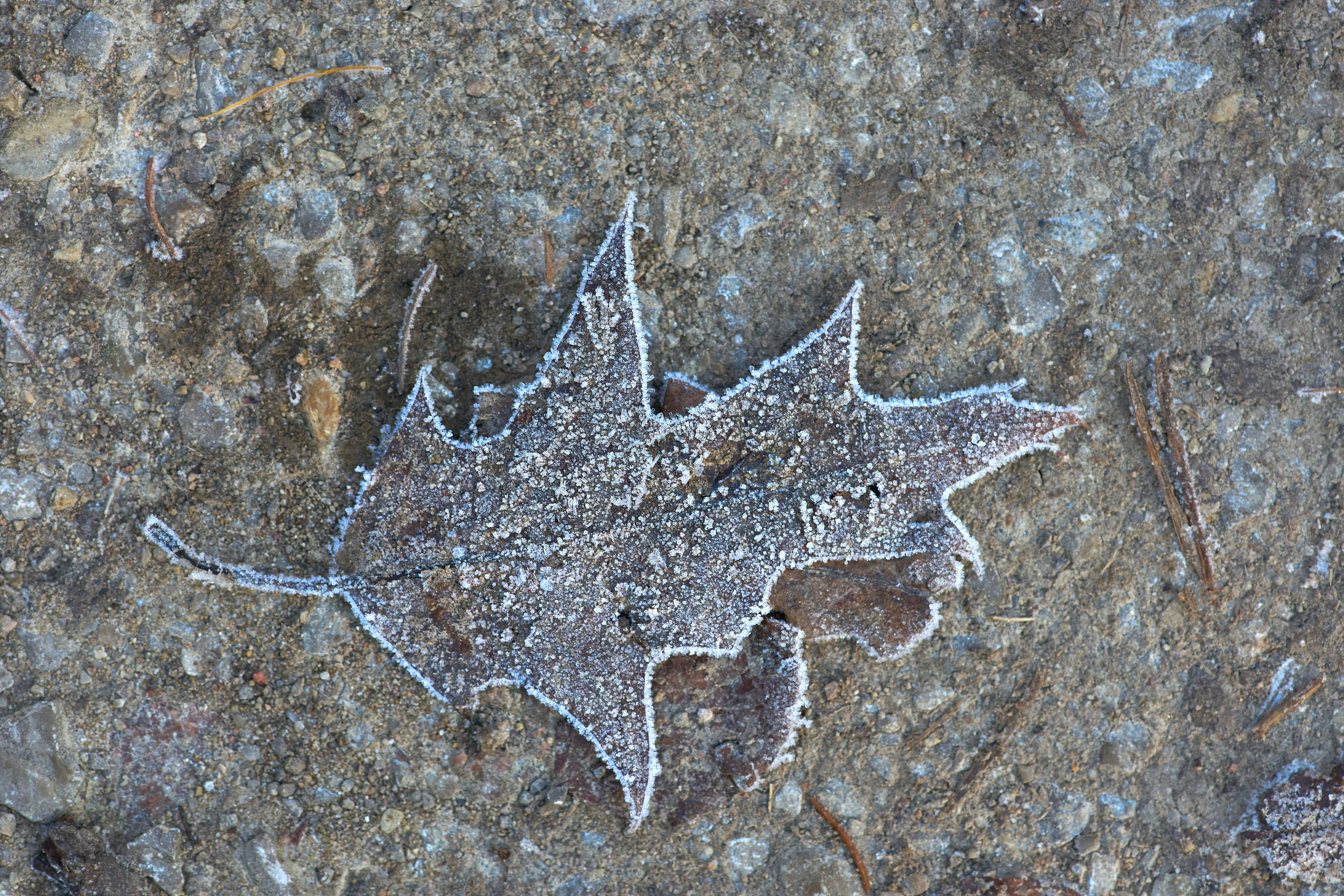 Frost-Outlined Leaf on Earth Dust