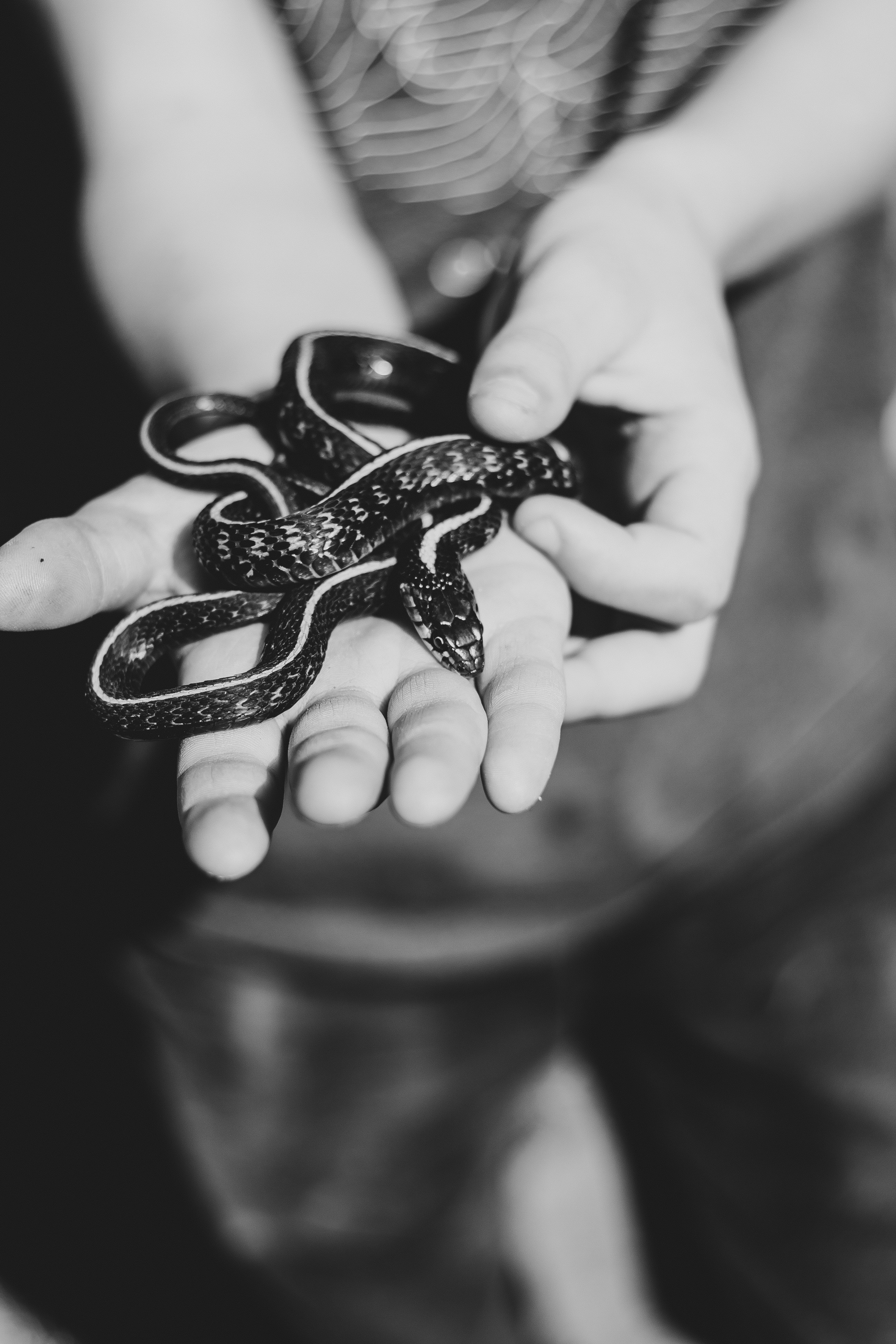Quiet Hands, Lively Scales: A Small Snake Resting in Gentle Grasp