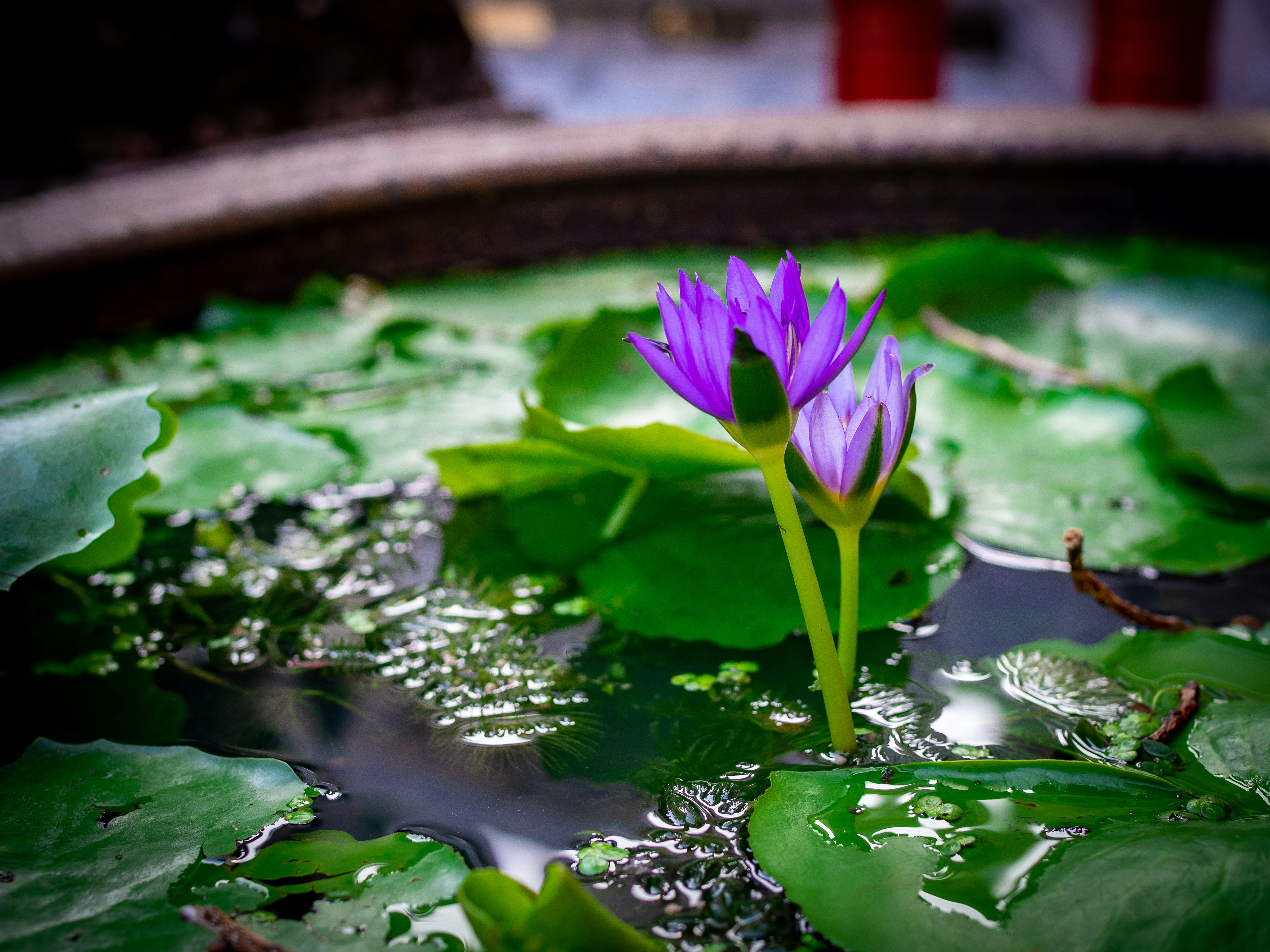 purple lotus flower on water