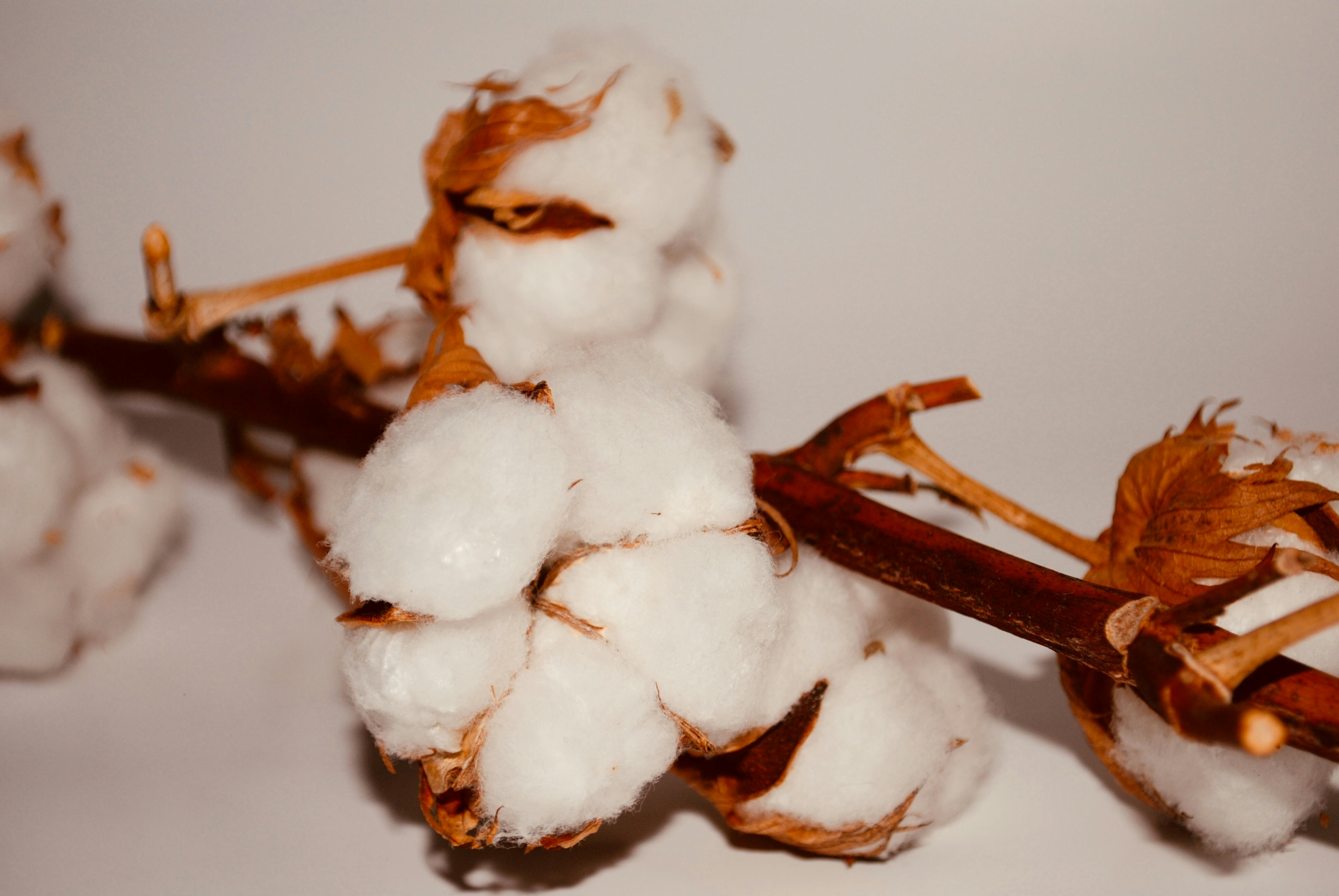 White cotton, brown stem on neutral background