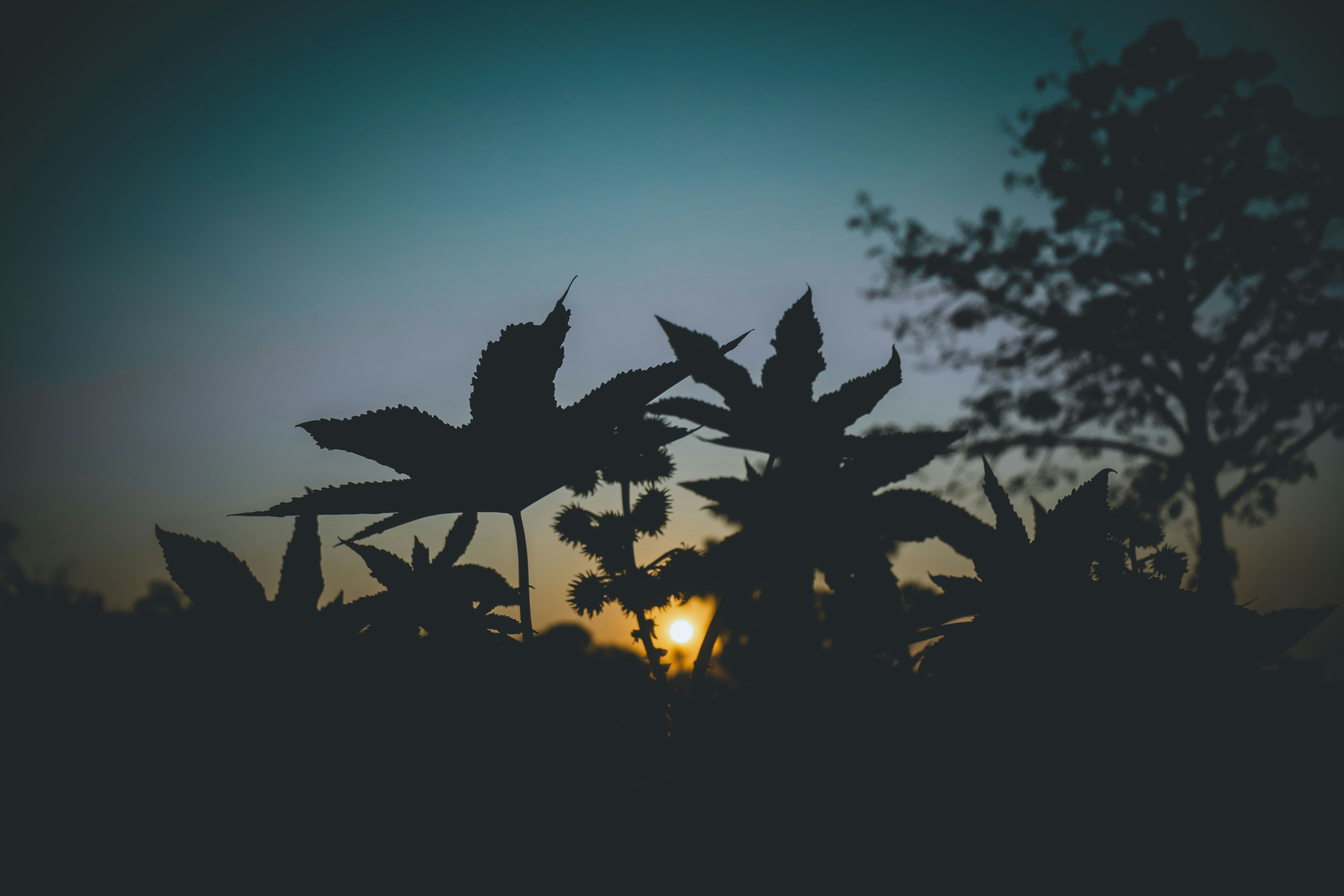 Silhouette of spiky-leafed plants against a gradient sky with the sun setting.