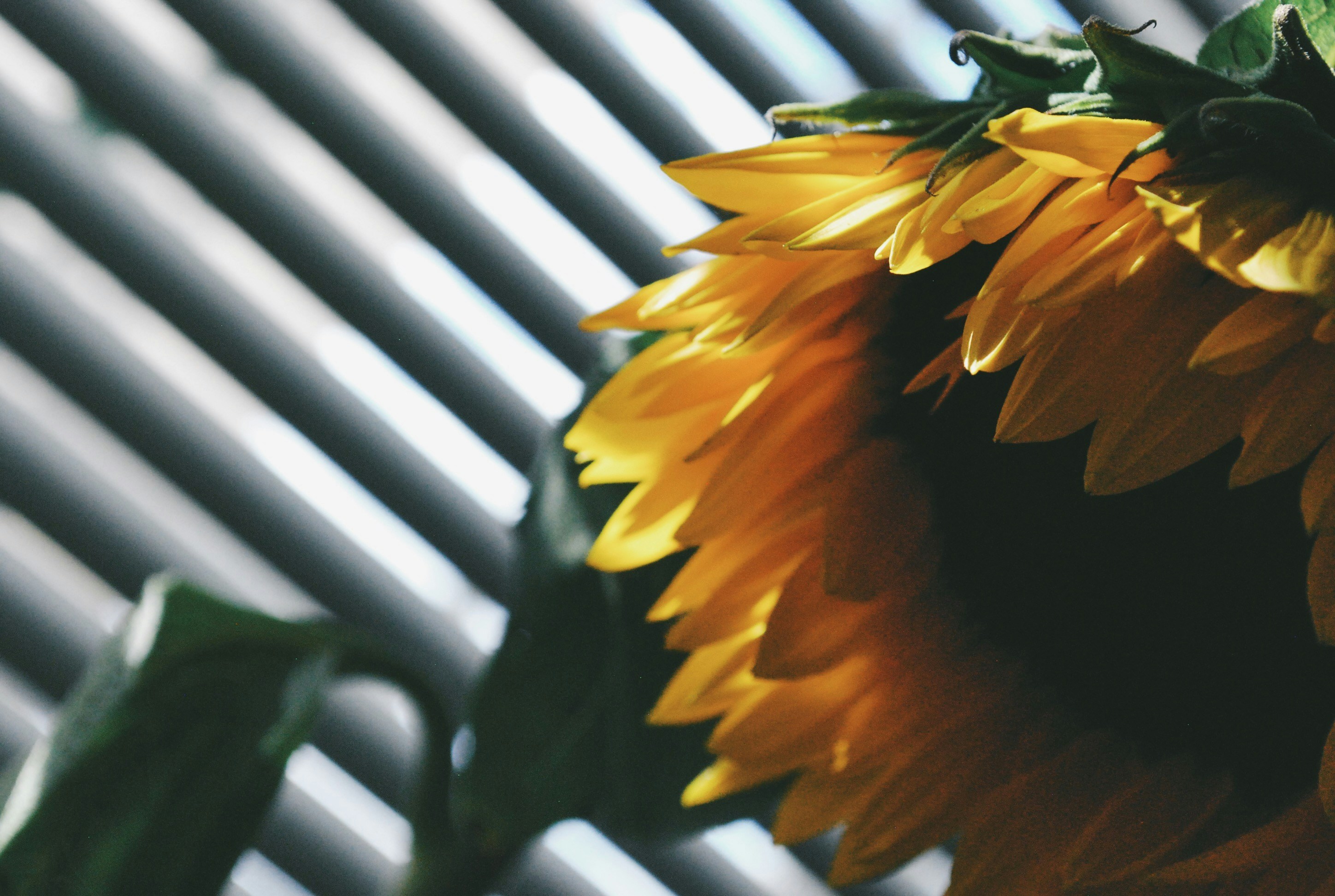 Sun flower in contrasting background