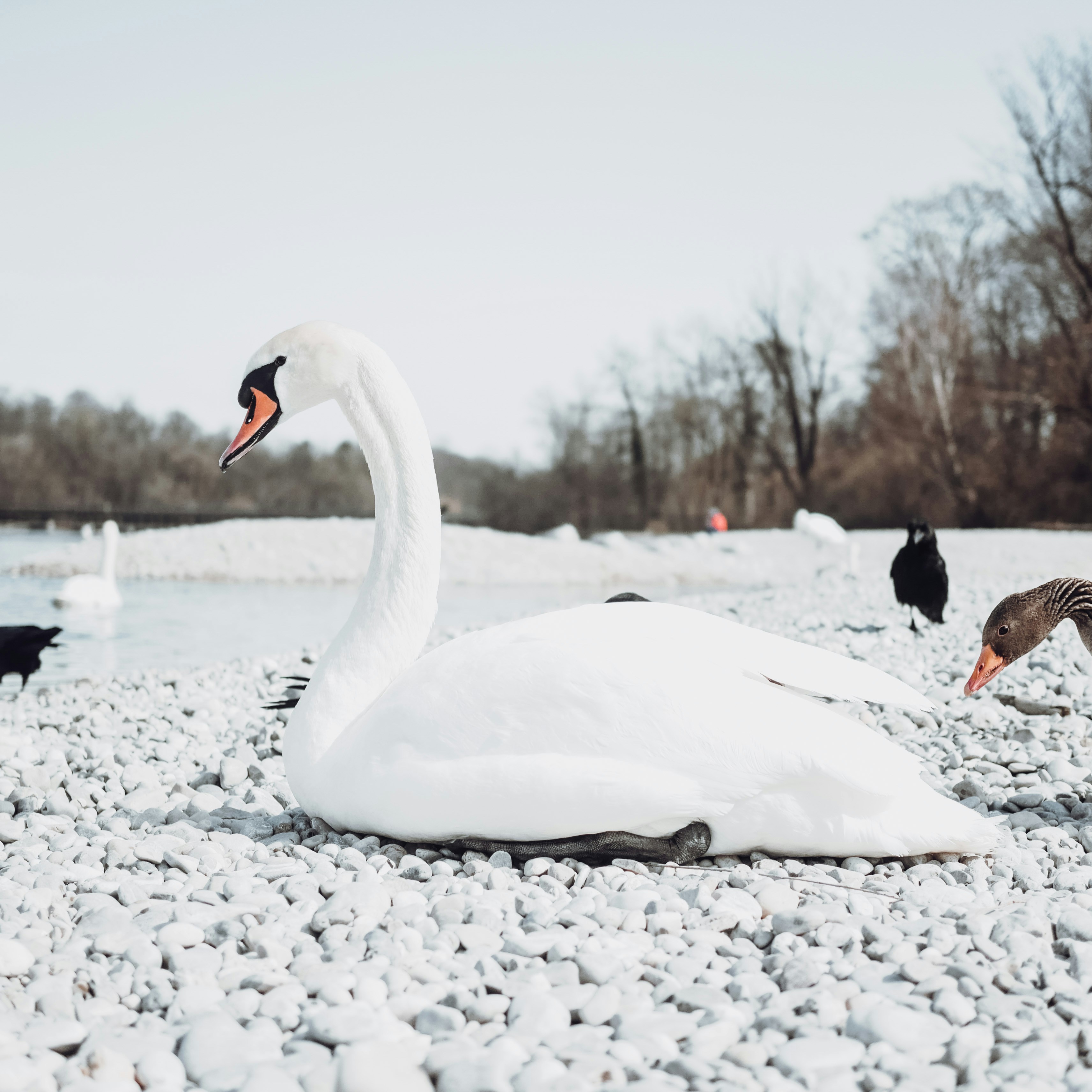 Pebble Shore Ballad: White Swan at the Lake's Edge