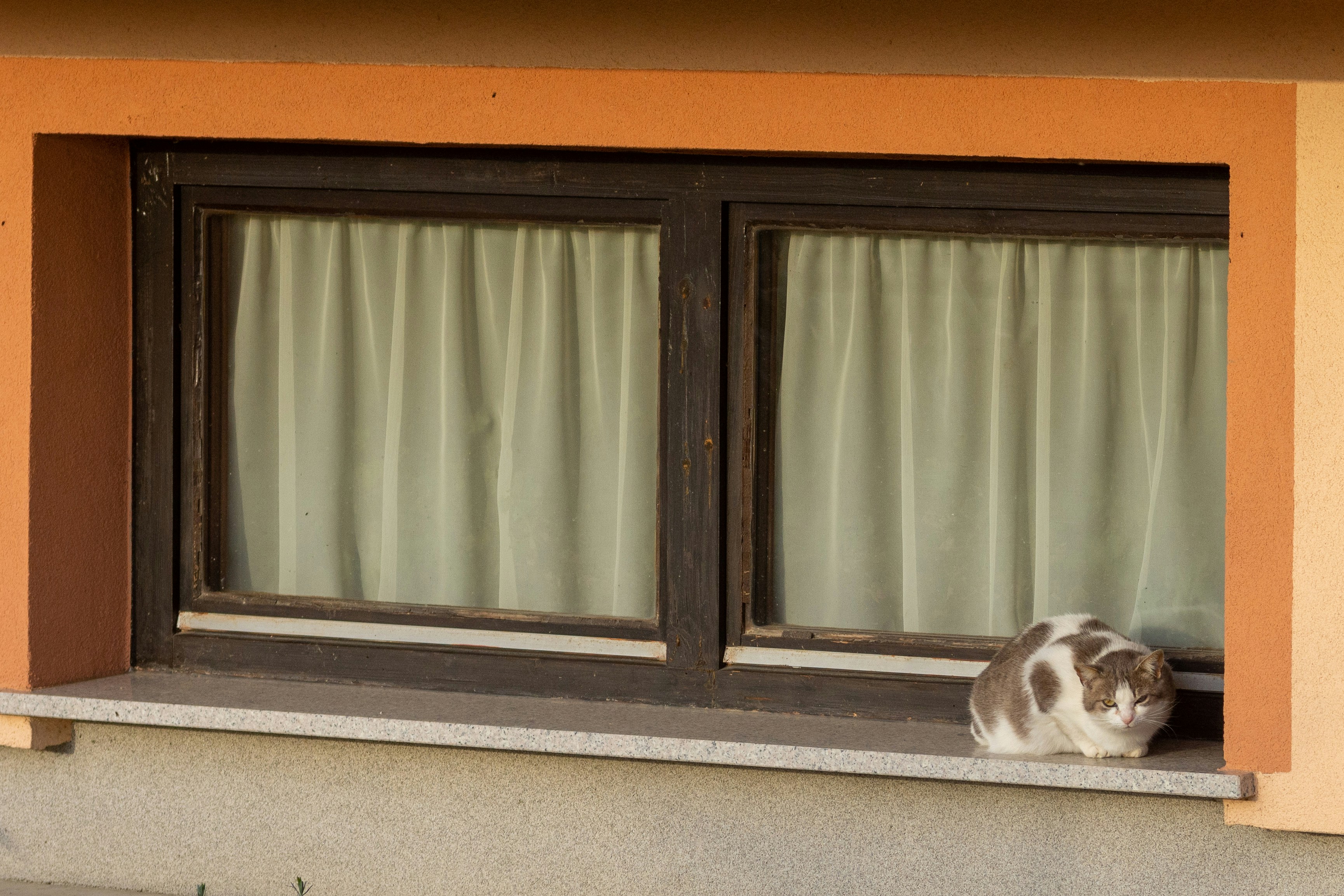 A gray and white cat lounging on a windowsill, framed by soft curtains and warm-toned walls. The scene captures a moment of tranquility.