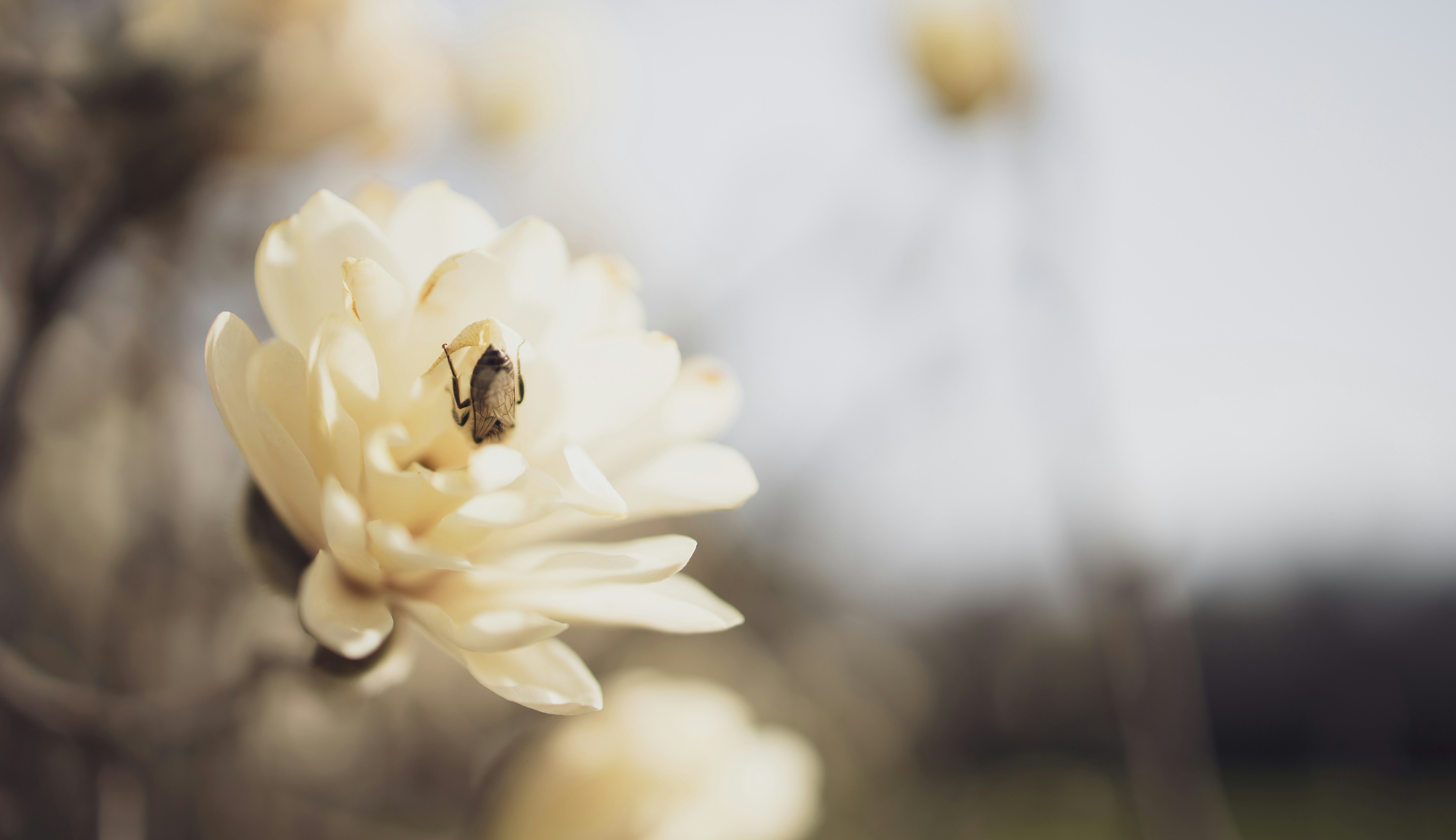 A close-up of a delicate white flower with a small insect perched on its petals, showcasing the intricate details of nature's interactions.