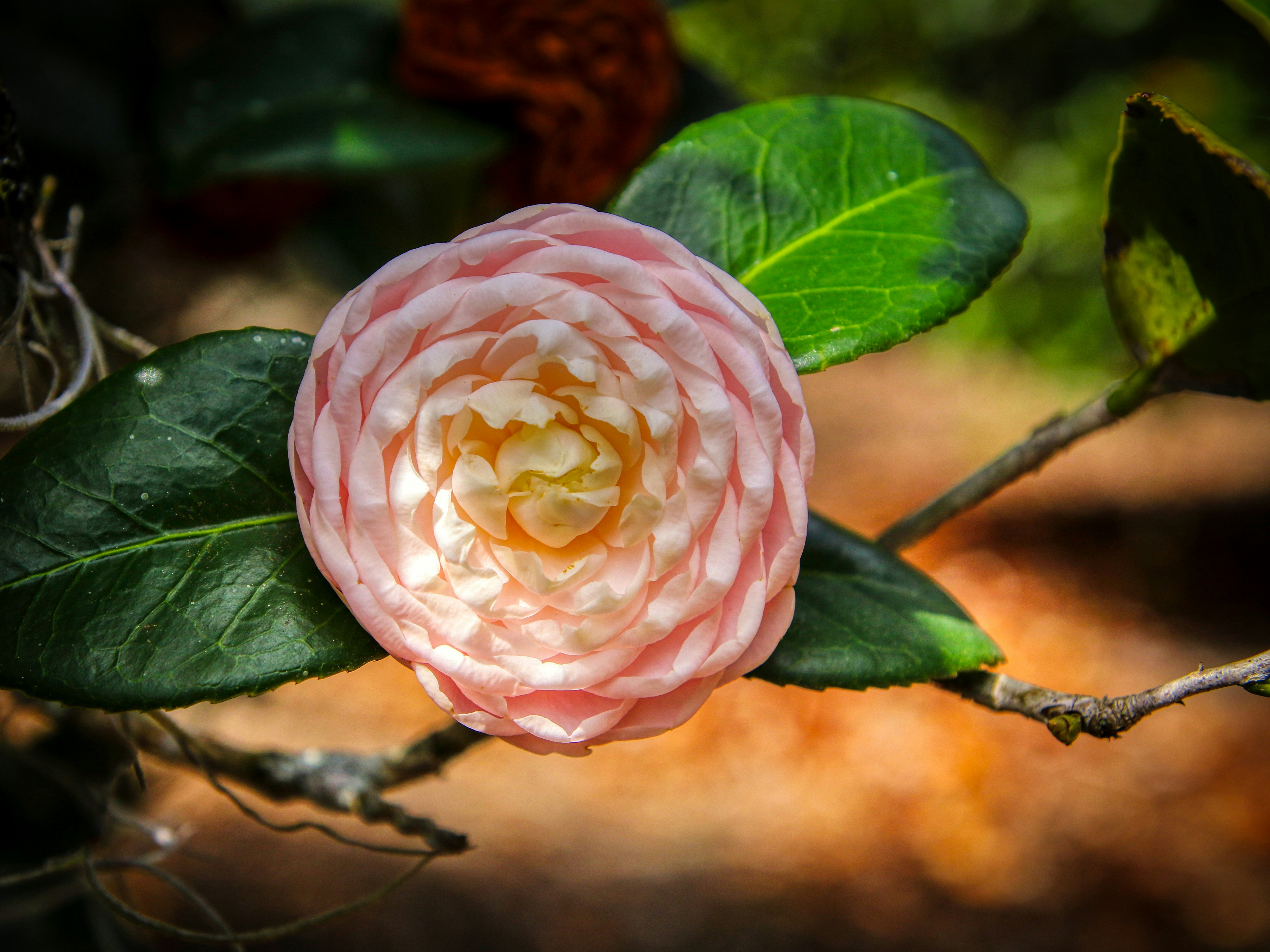 A soft pink camellia flower nestled among vibrant green leaves, showcasing intricate petal layers. The background blurs gently, enhancing the flower's beauty.