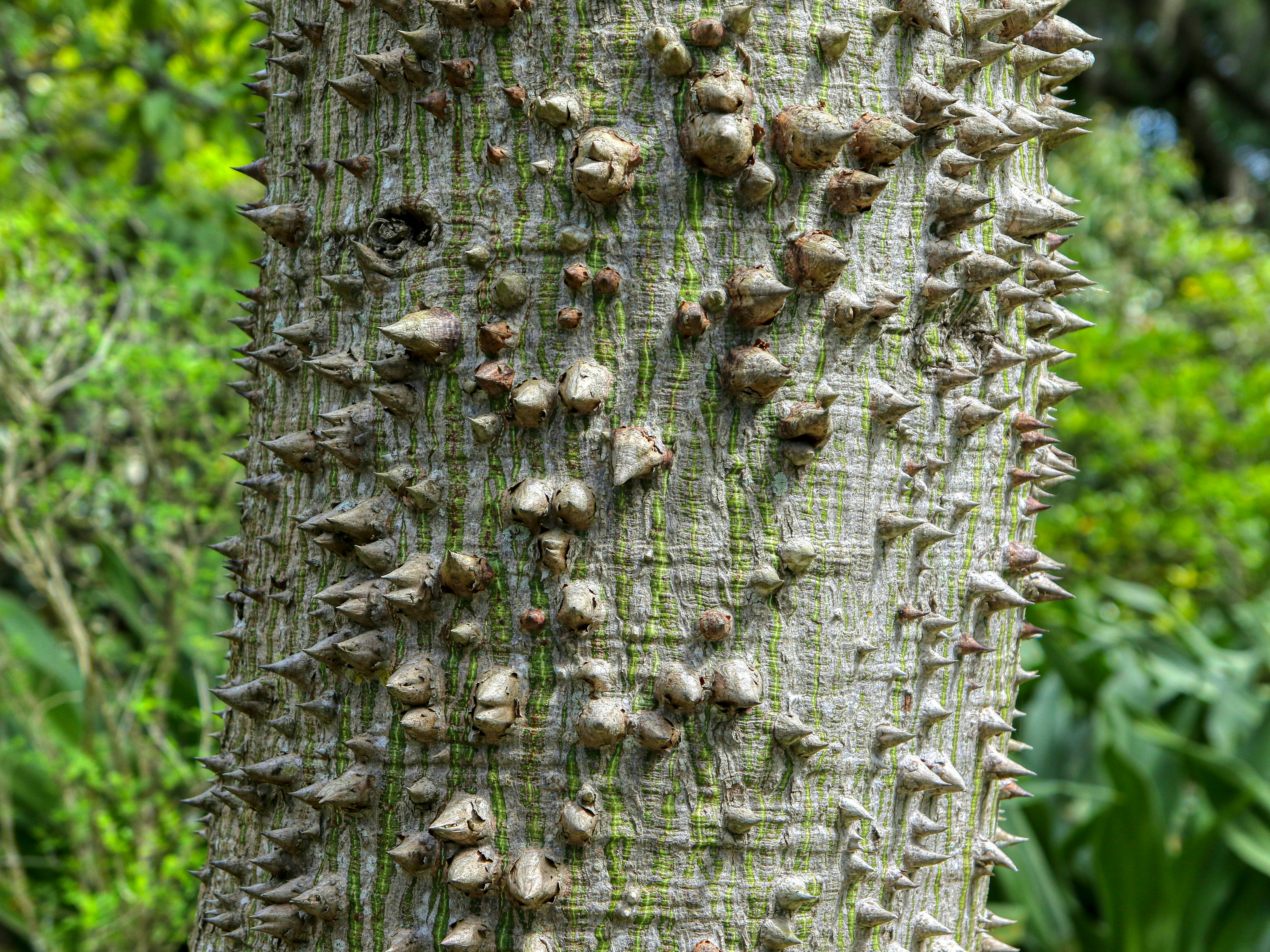 Close-up of a tree trunk covered in sharp thorns, showcasing its unique texture and natural defense mechanisms.