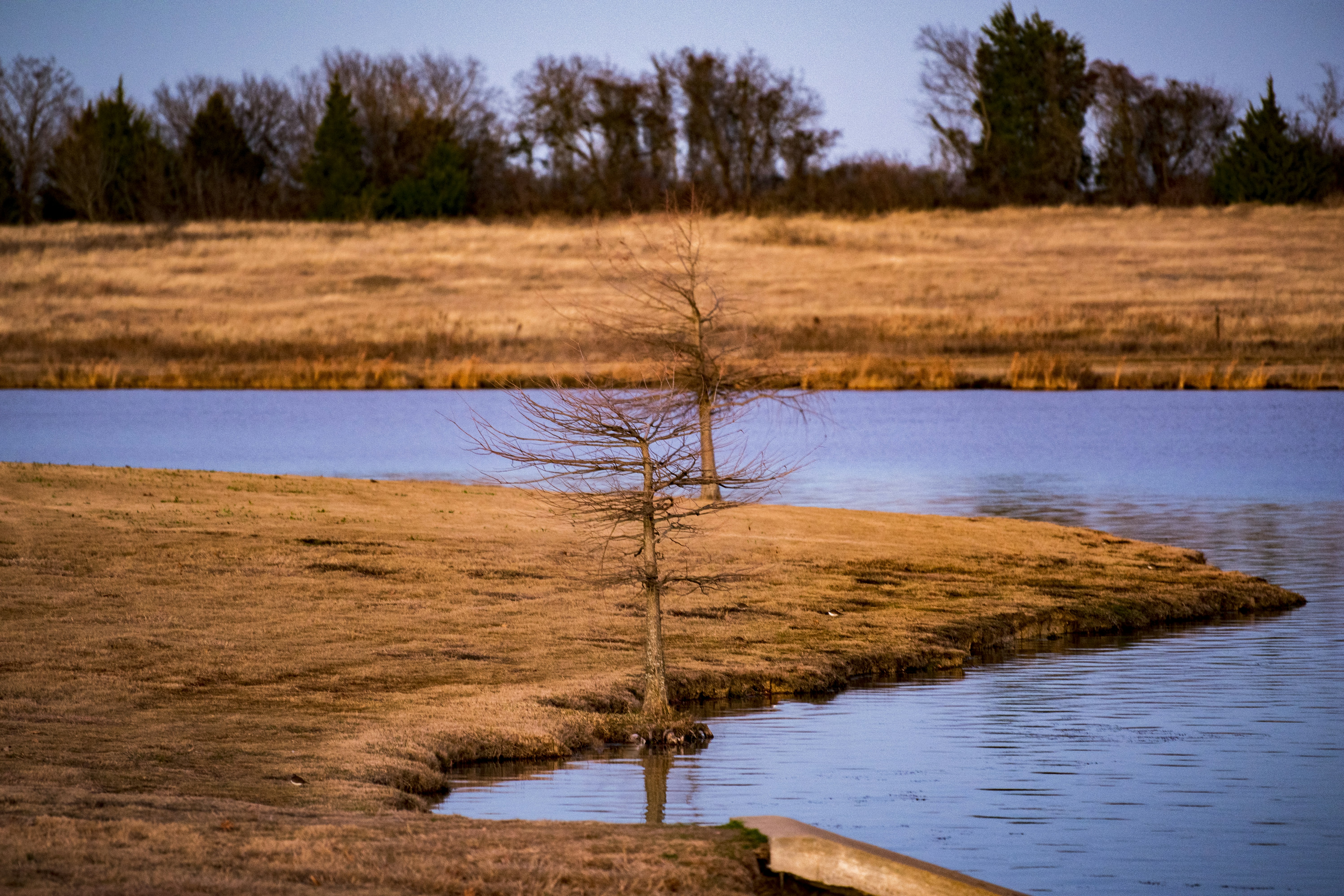 Bare trees lining the edge of a tranquil lake, set against a backdrop of golden grass and distant foliage. The scene evokes a sense of calm and solitude.