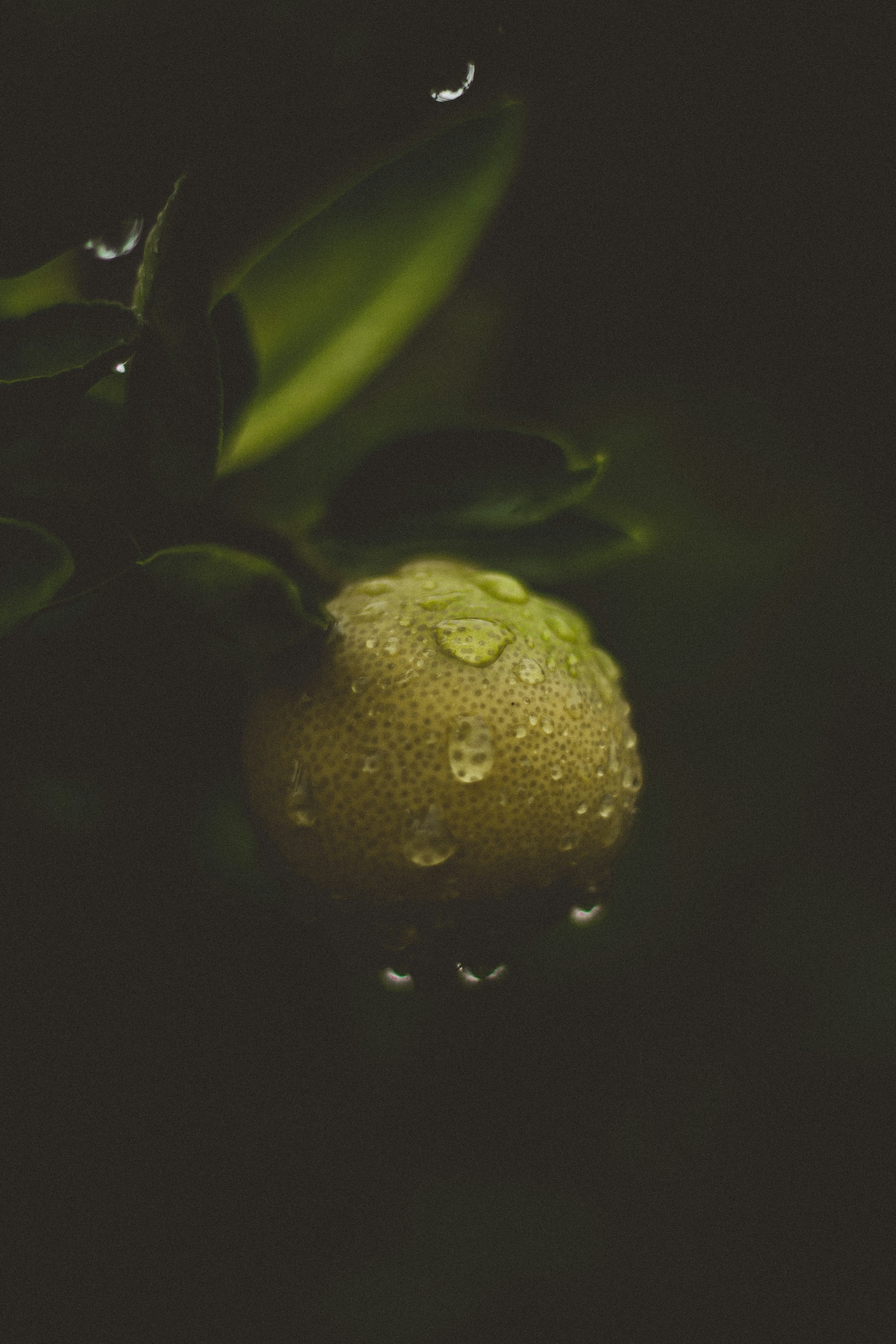 water droplets on yellow fruit