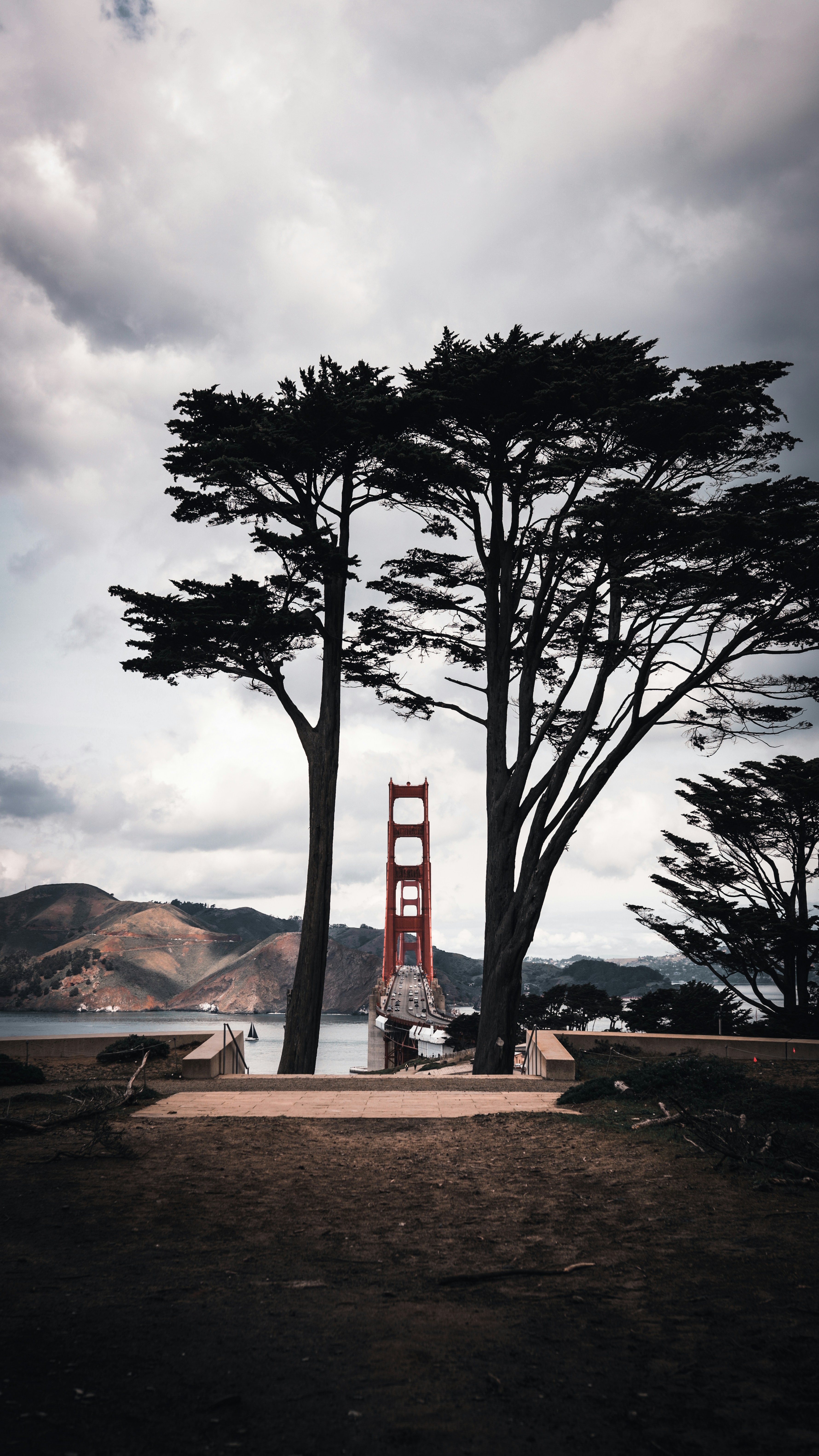 Toward the Red Span: Pines Framing a Bay Bridge