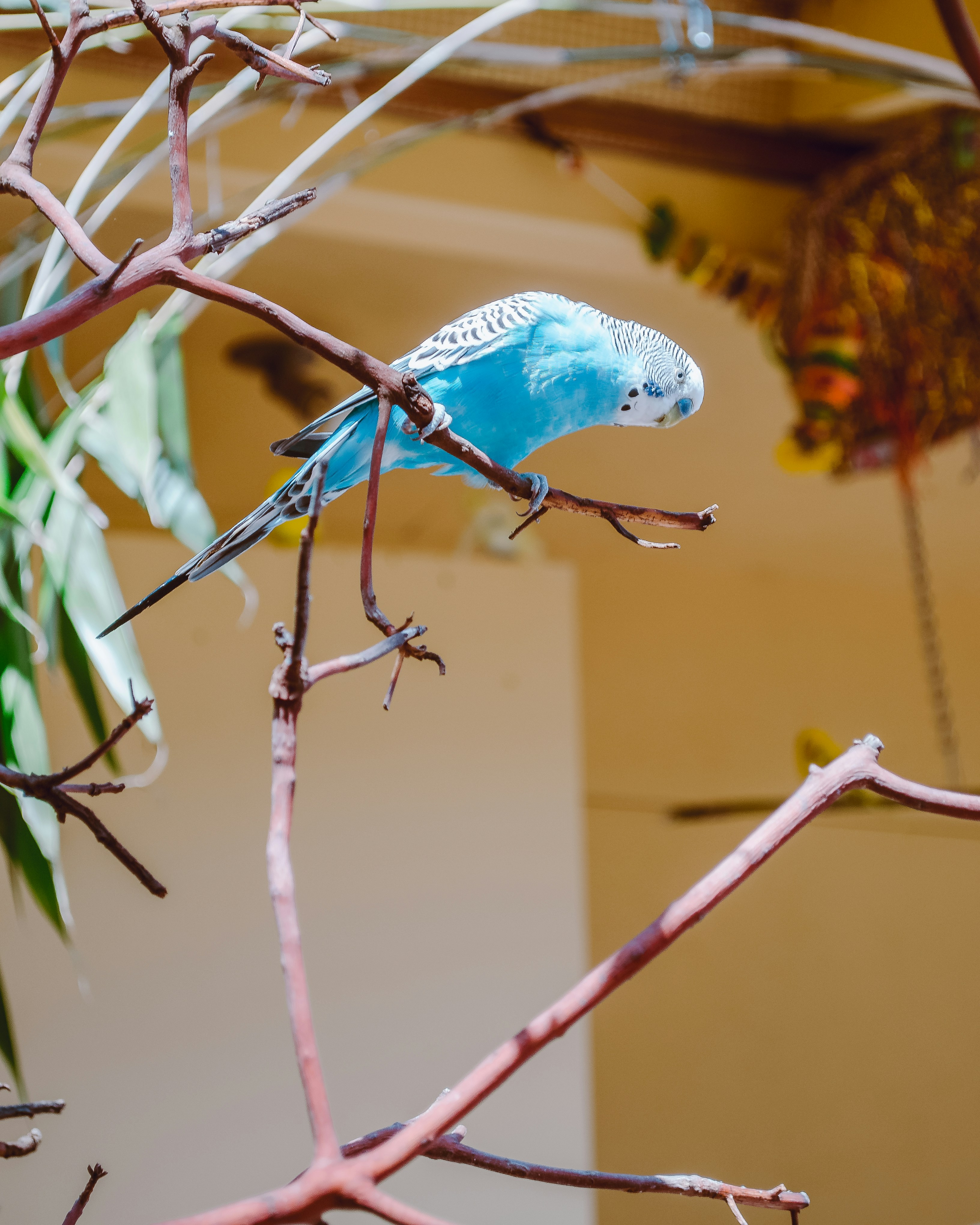 Budgie Pictures | Download Free Images on Unsplash