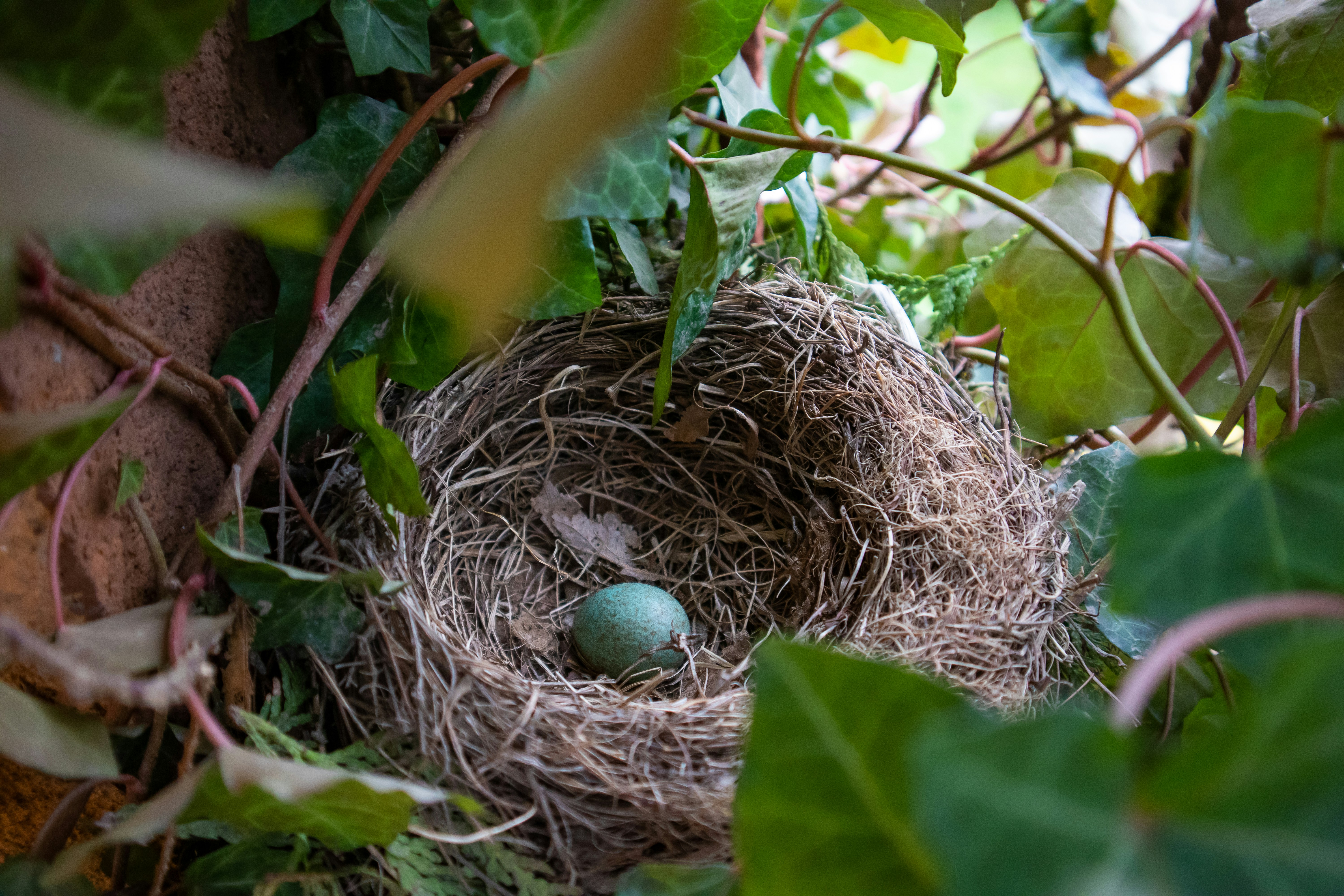 Green egg on brown nest photo – Free Nest Image on Unsplash
