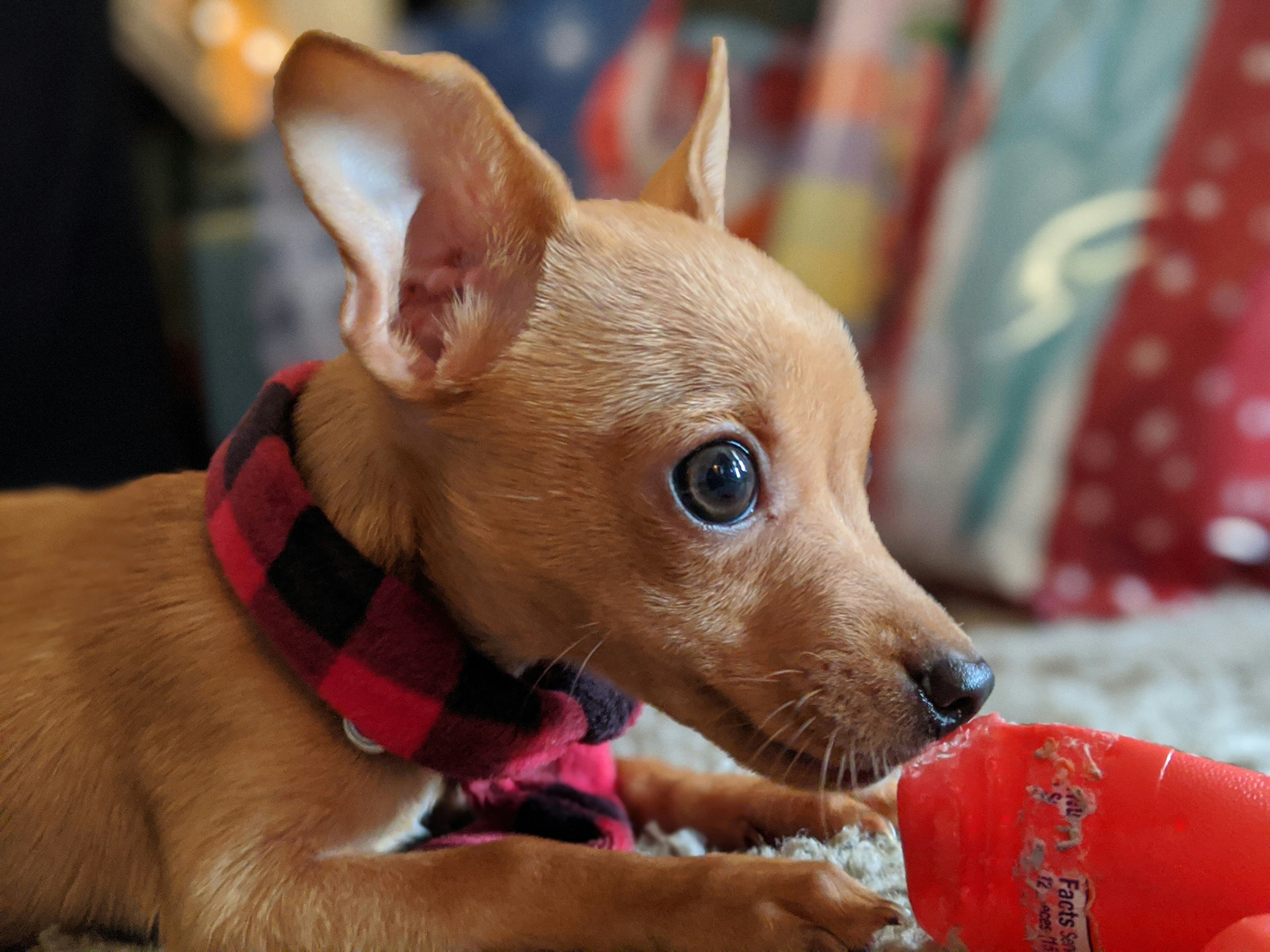 Playful puppy with a plaid scarf intently examining a bright red toy against a softly blurred background.