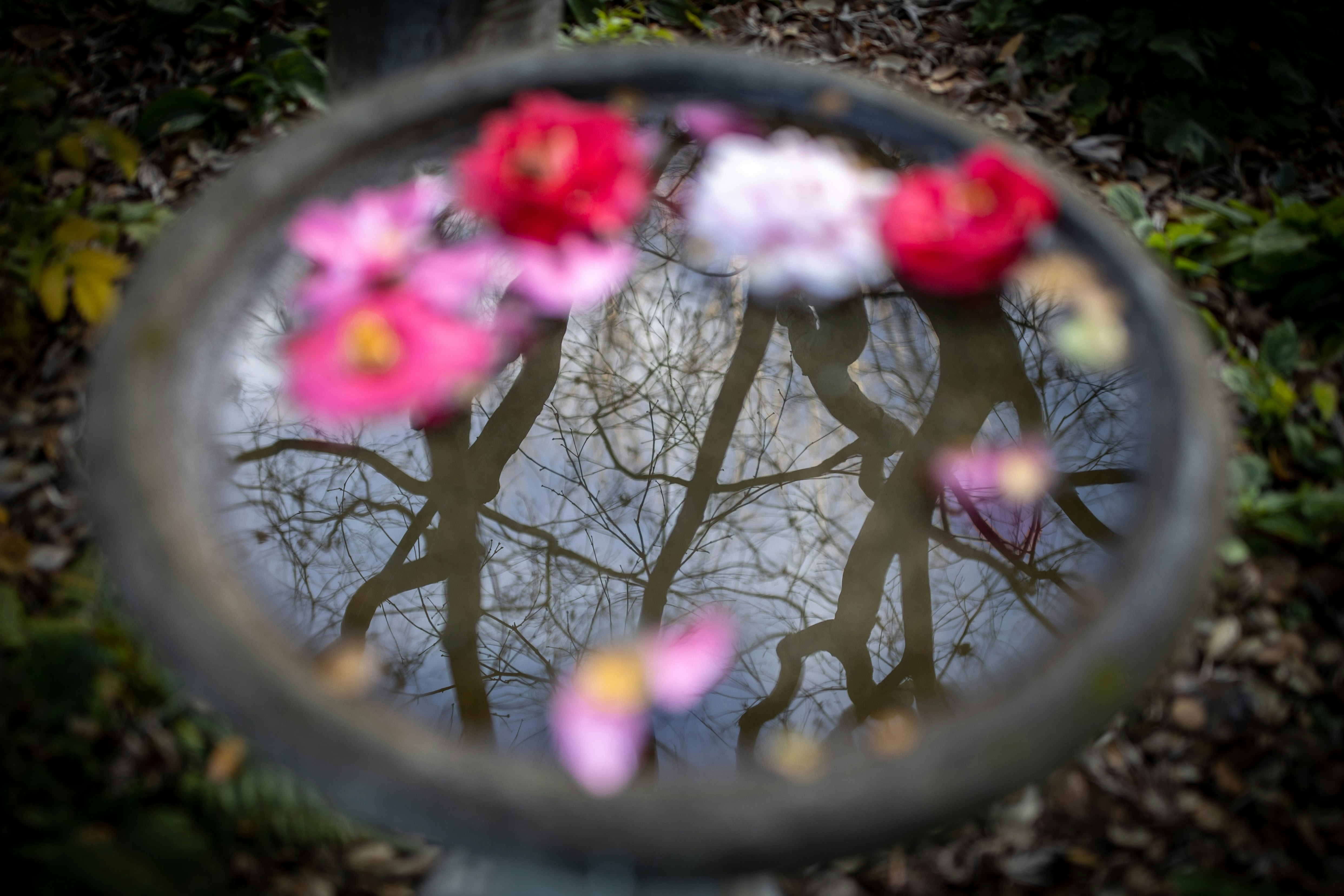 Petals in a Circular Mirror: Reflections of Spring