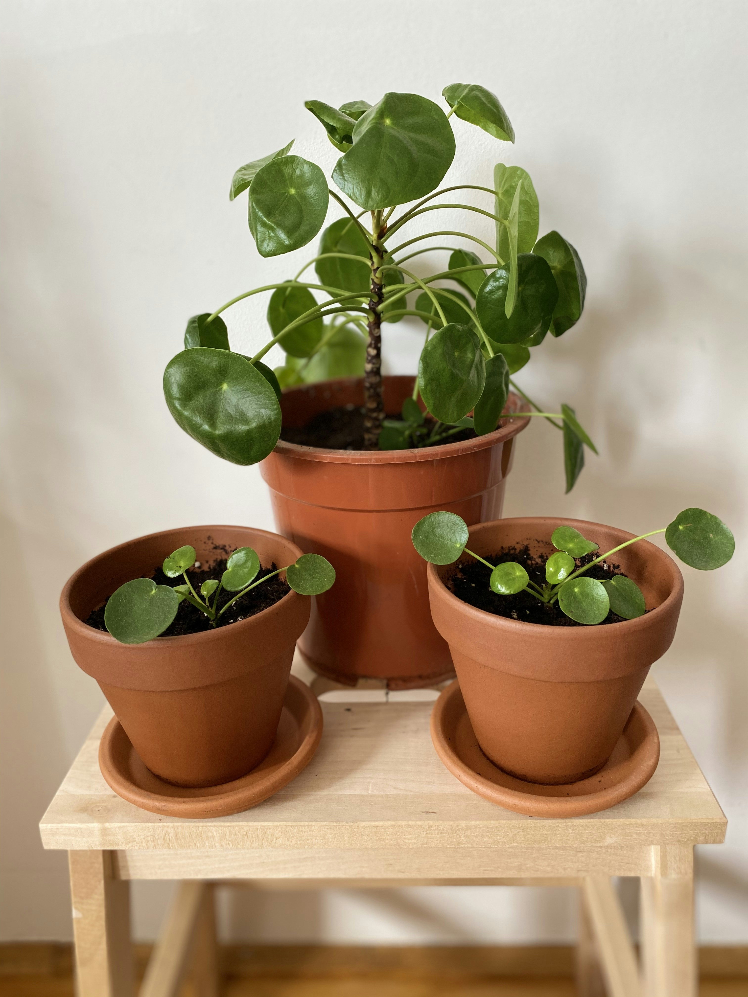 Three terracotta pots showcasing vibrant green Pilea plants, arranged neatly on a wooden stand against a simple backdrop.