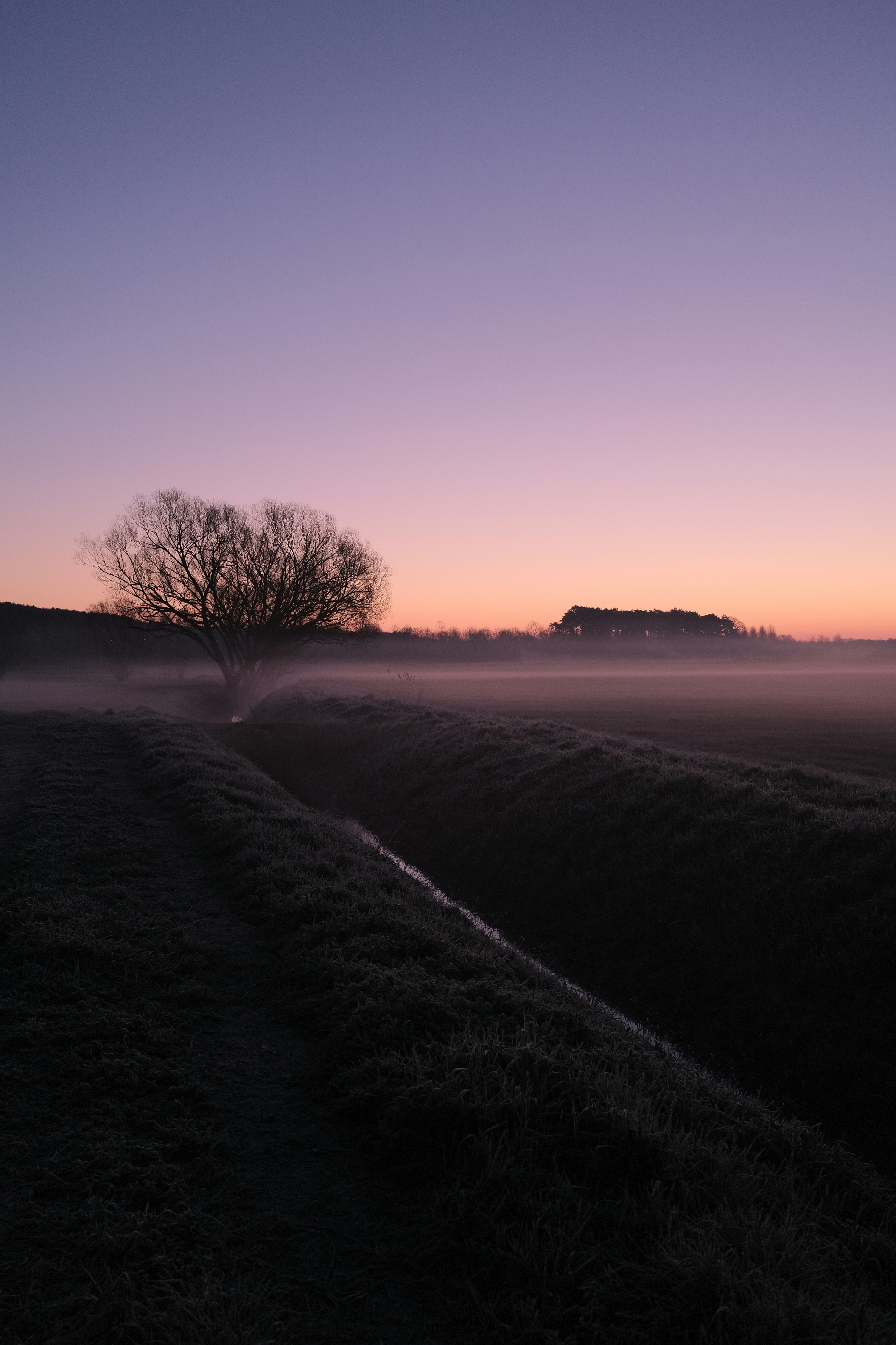 Dawn Mist Framing a Lone Tree at the Quiet Horizon