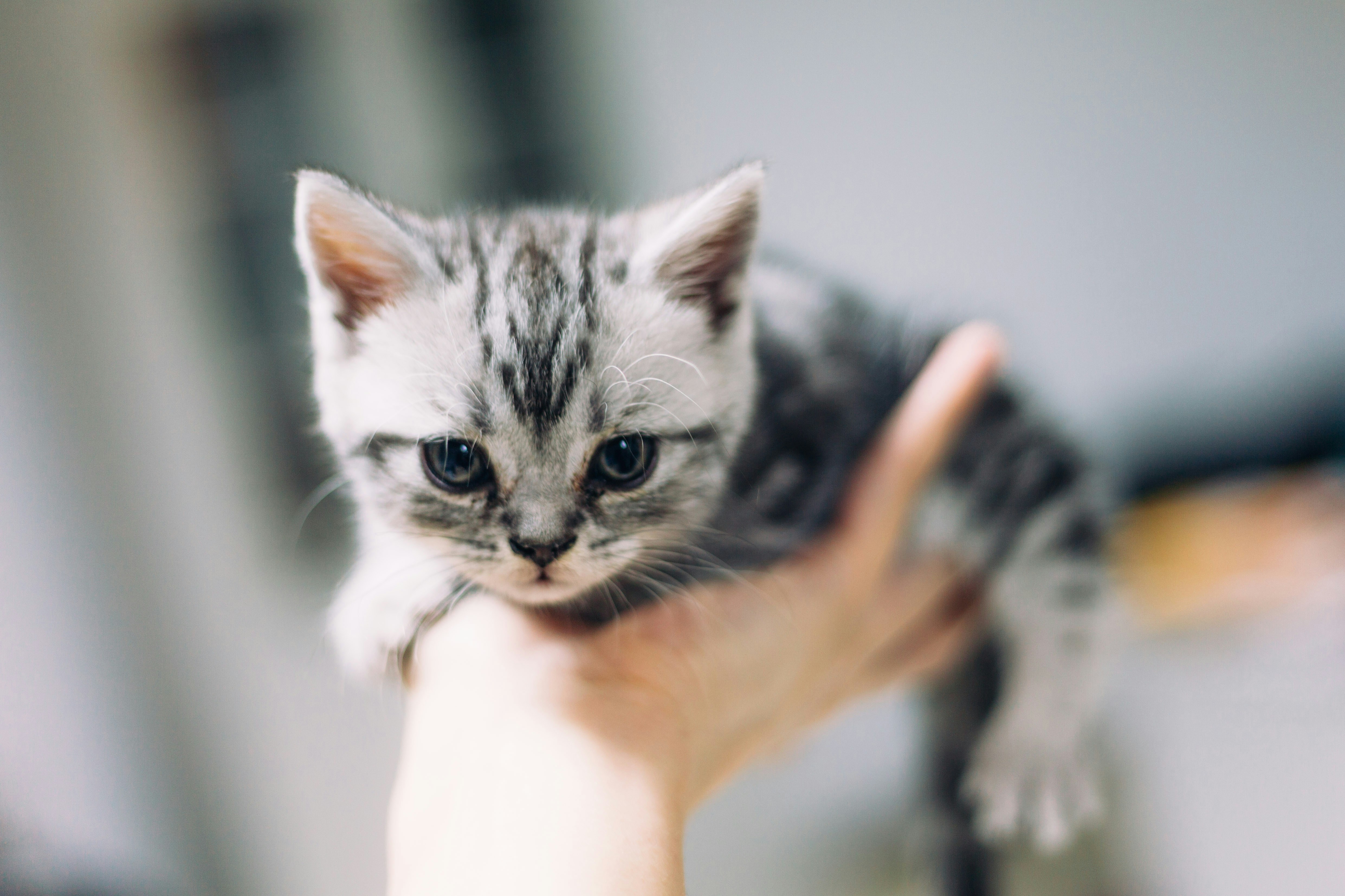 Tiny Marmalade in the Hand: A Silver Tabby Lifted to the Light
