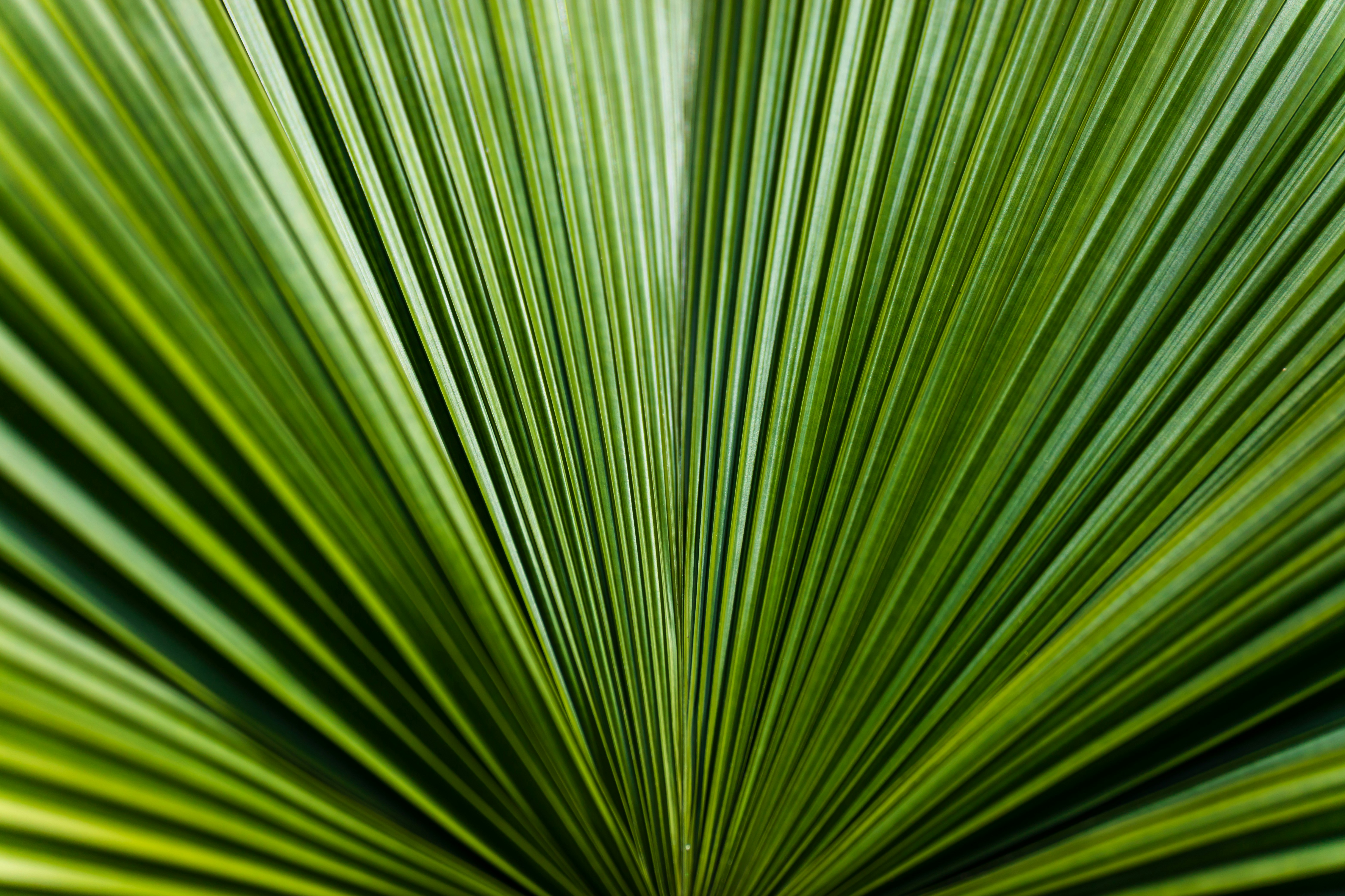 Palm Tree Leaf Pictures | Download Free Images on Unsplash
