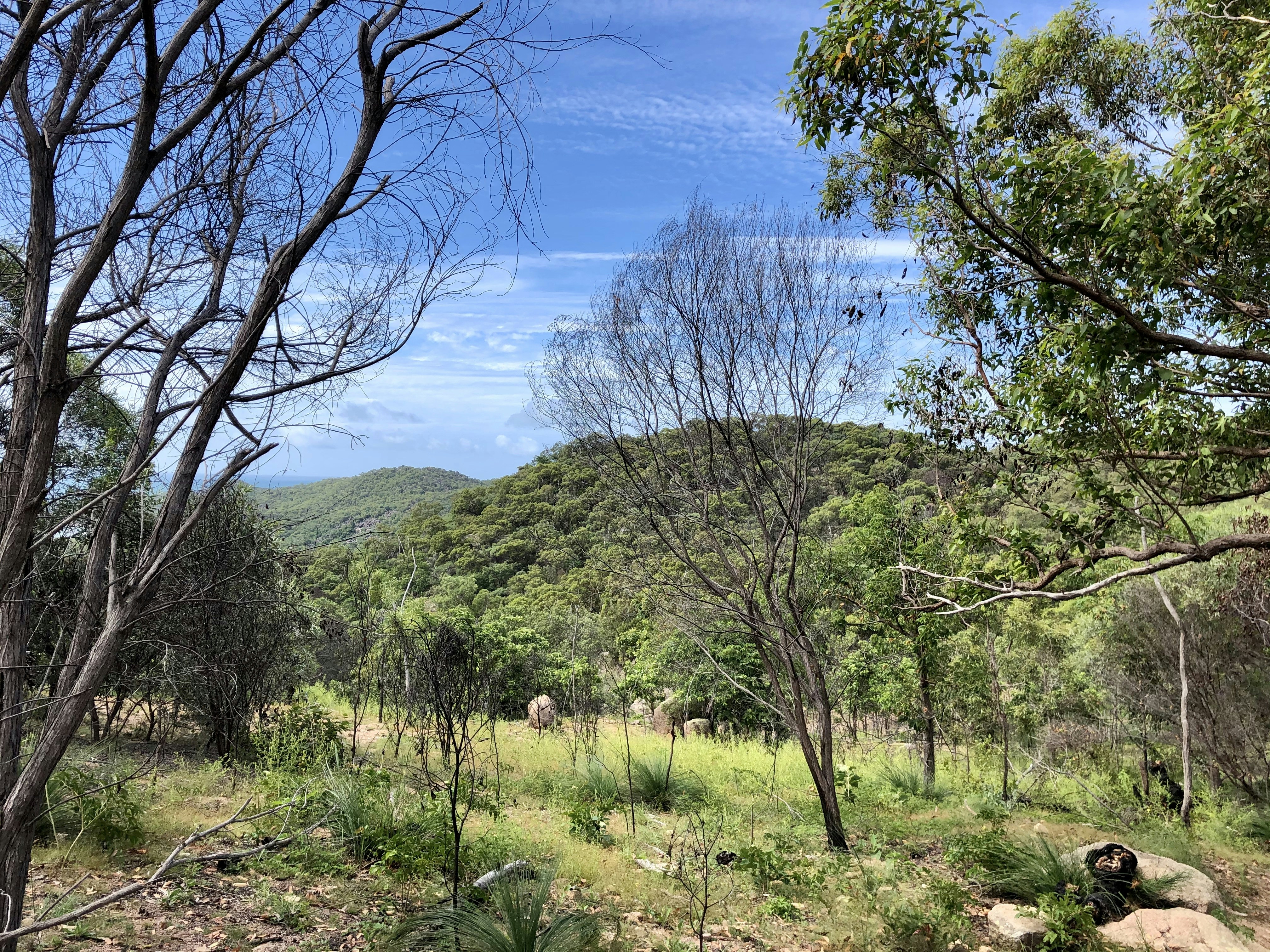 Lush green hills framed by slender trees under a vibrant blue sky.