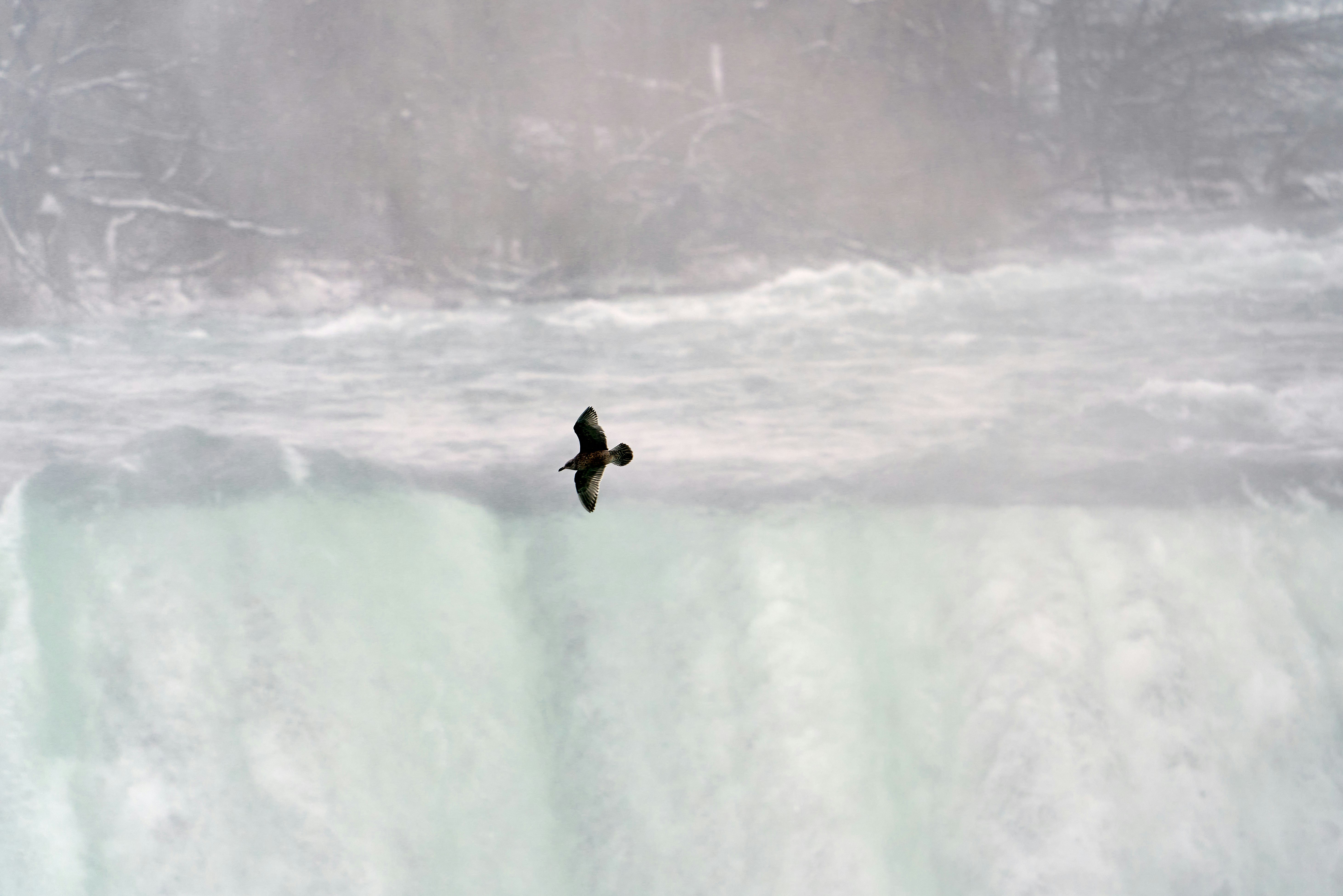 A bird gliding gracefully above a powerful waterfall, surrounded by mist and swirling water. The scene captures the harmony between wildlife and nature's force.