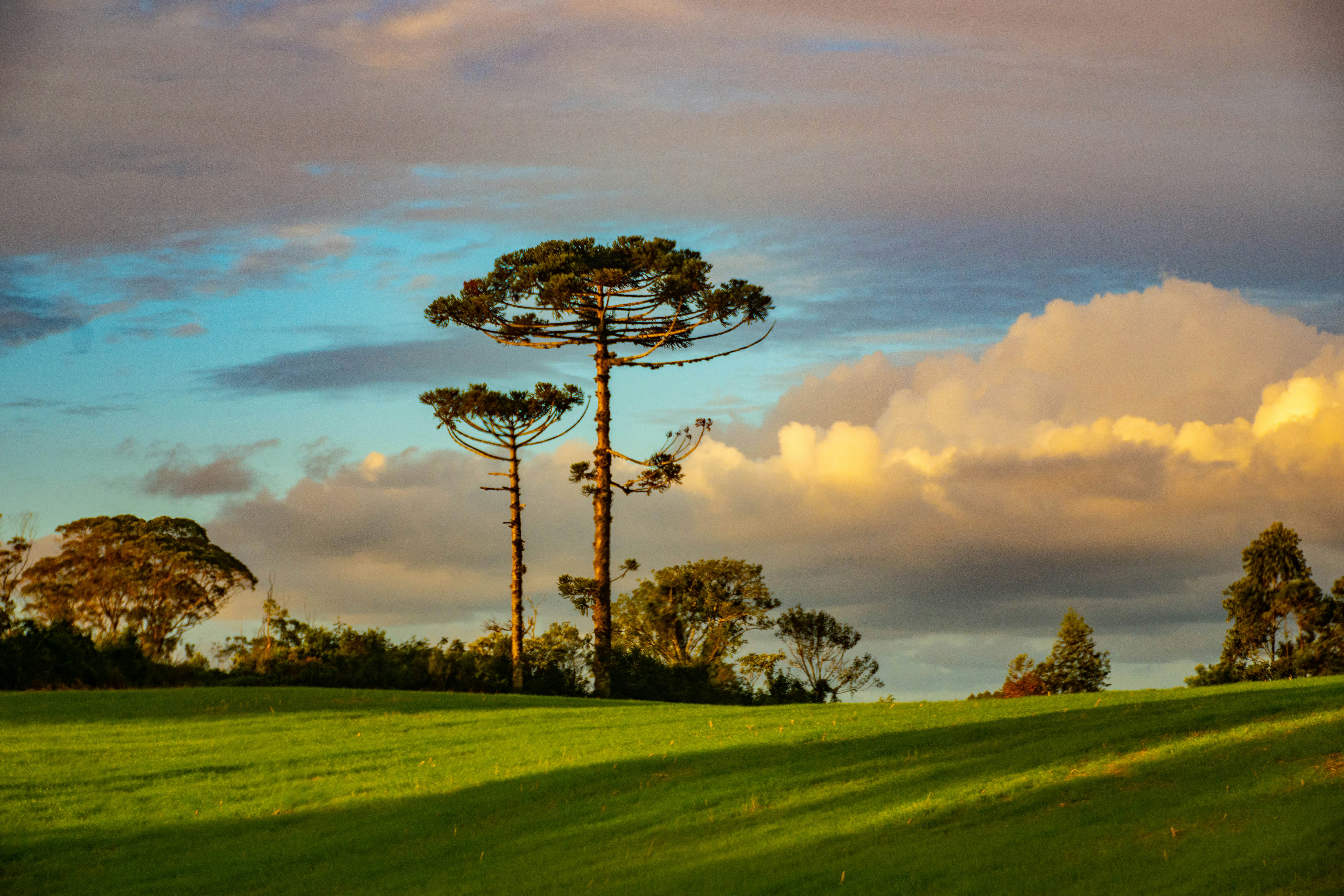 Whispering Pines at Sunset