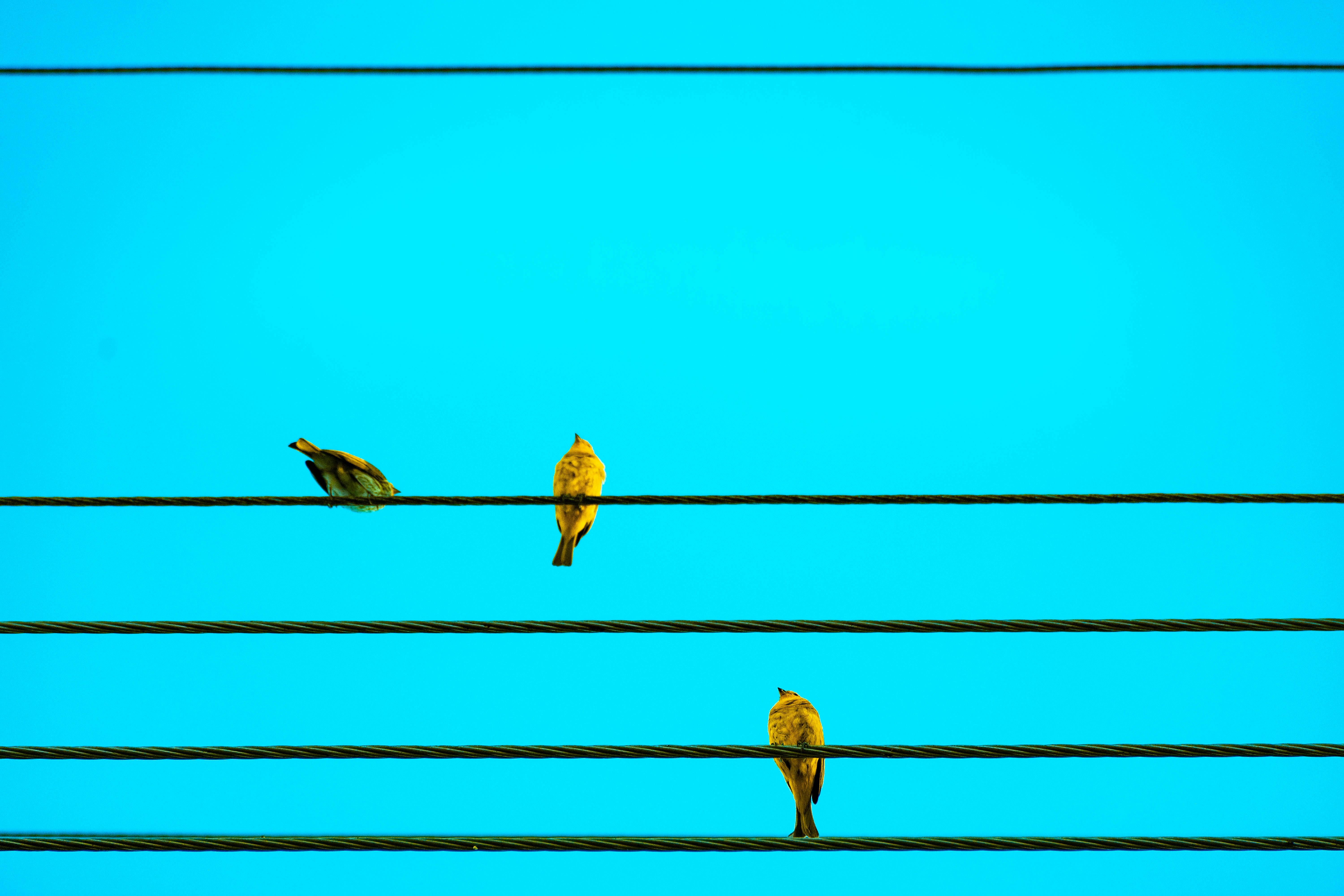 Three Tiny Birds on Silver Wires Beneath an Unbroken Azure Sky