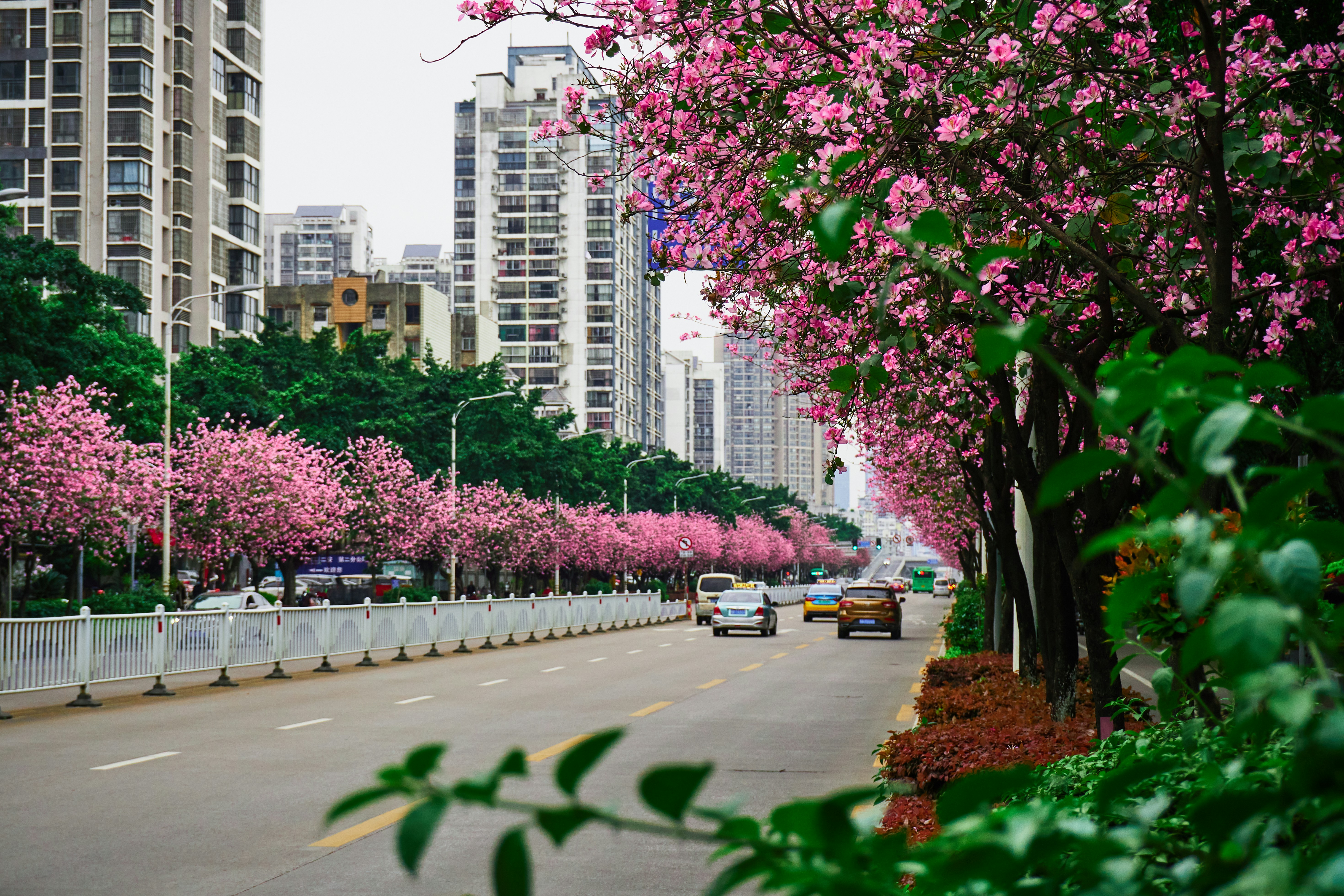 Vibrant pink cherry blossoms line a bustling city street, contrasting with modern buildings and greenery. The scene captures the essence of urban life intertwined with nature.